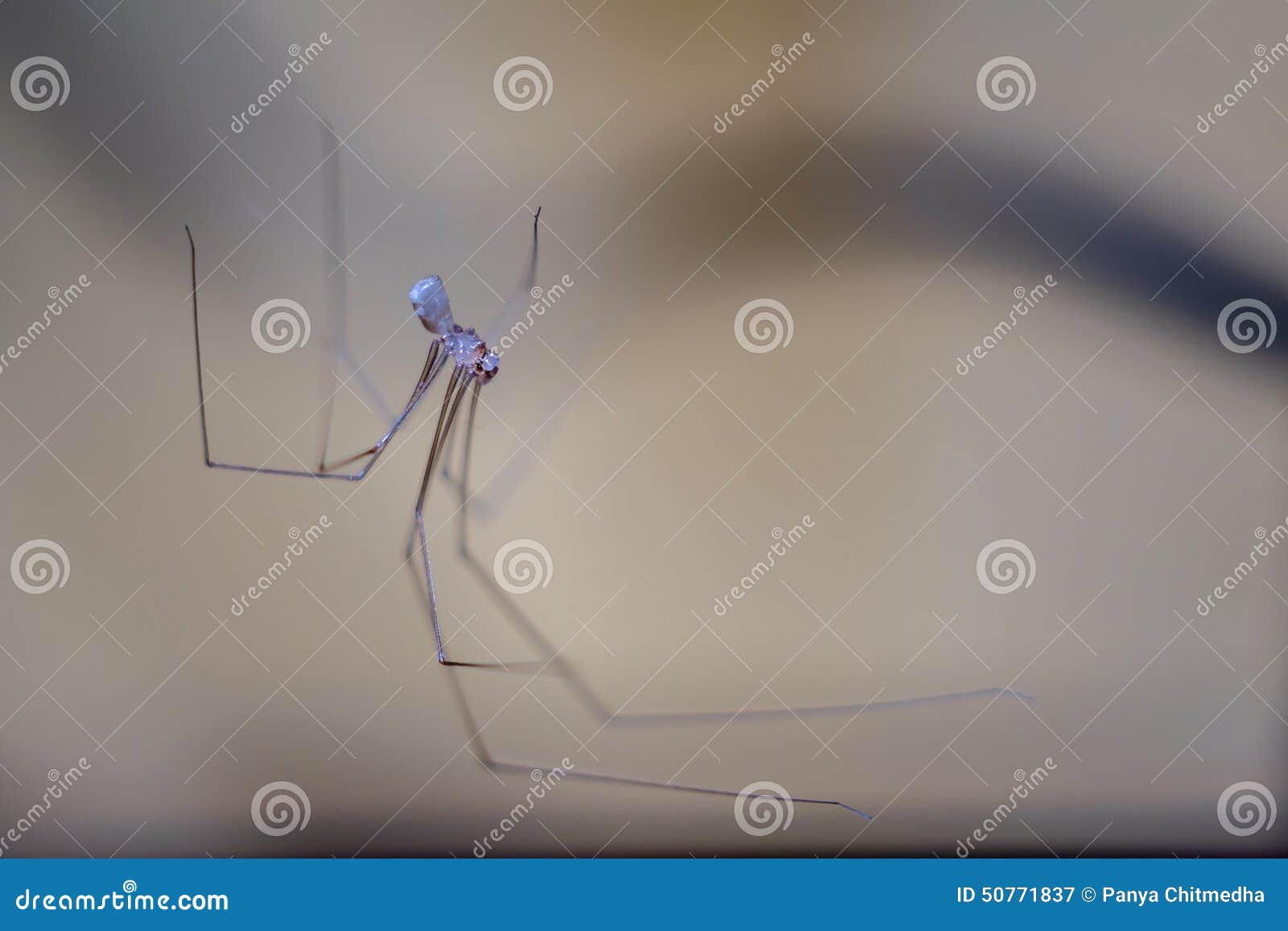 Spider sleep stock image. Image of macro, white, wild - 50771837