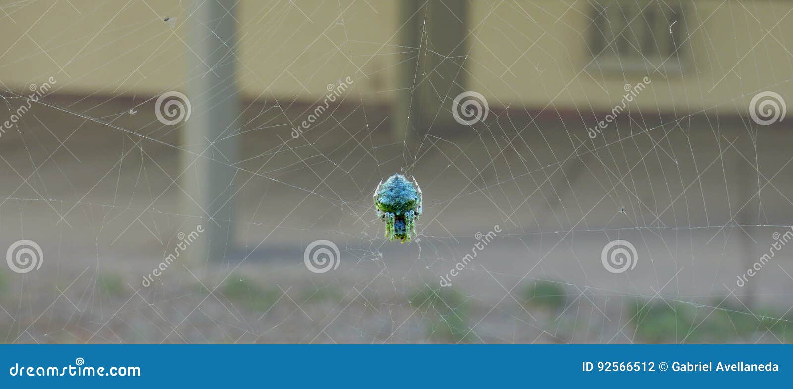Spider Sleeping Center Its Net Stock Photos - Free & Royalty-Free Stock ...