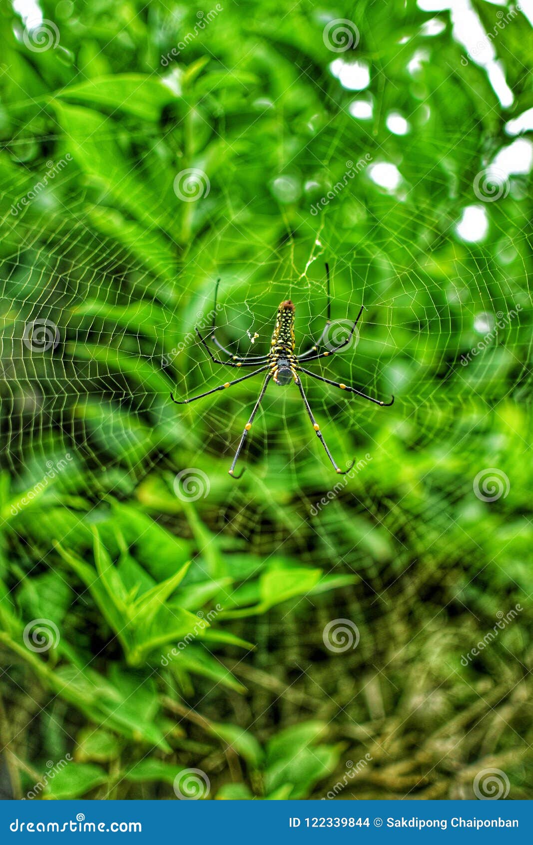 Spider Sleeping At The Center Of Its Net Stock Photo | CartoonDealer ...