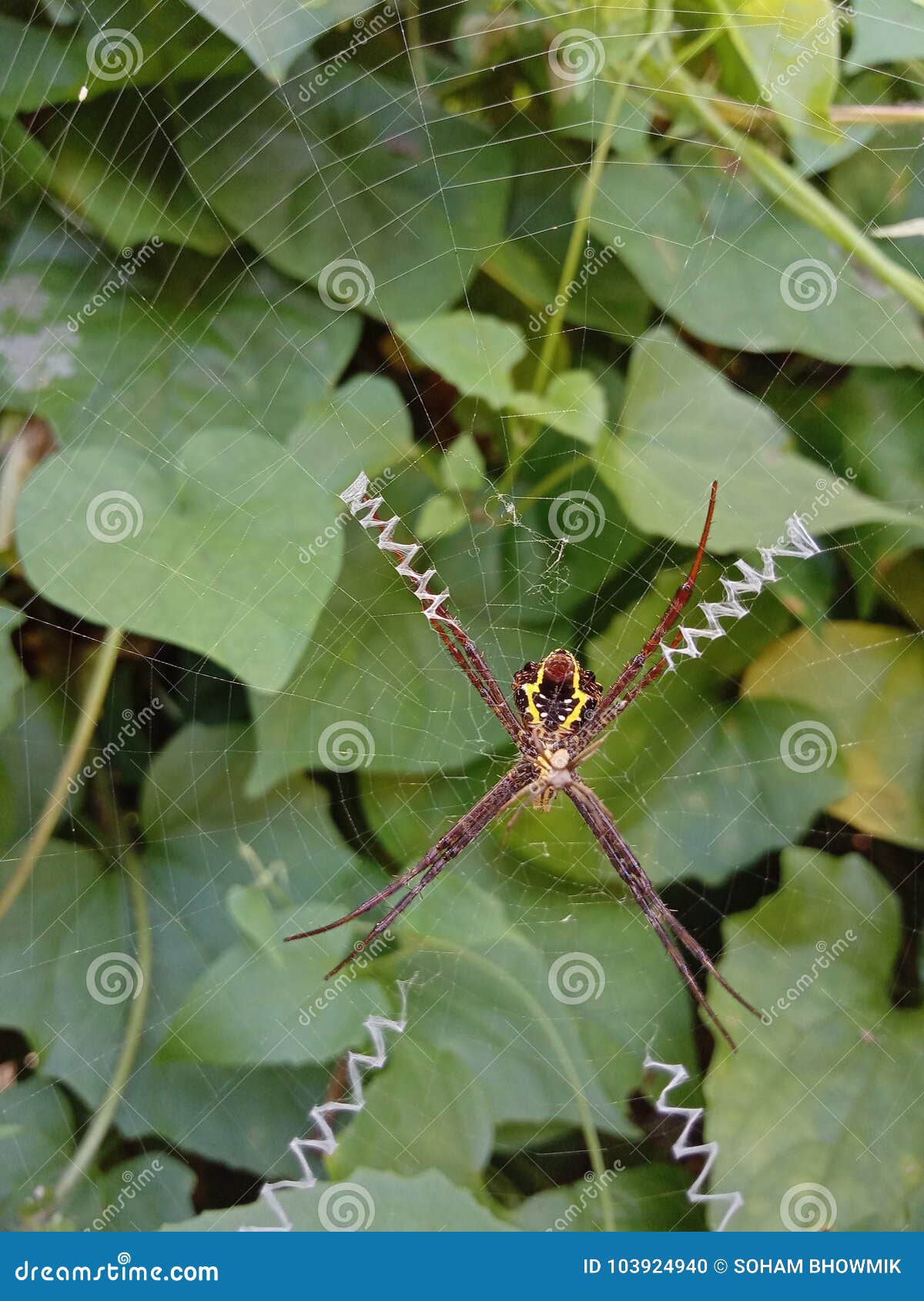 Spider stock photo. Image of cobweb, spider, green, small - 103924940