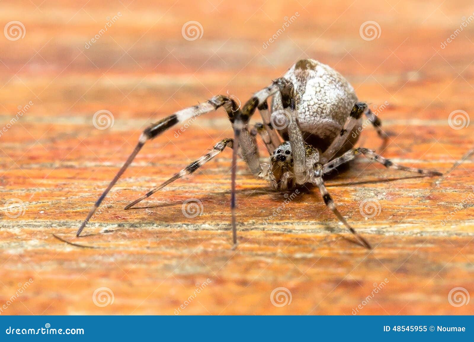 Spider stock image. Image of macro, hunter, eyes, scratch - 48545955