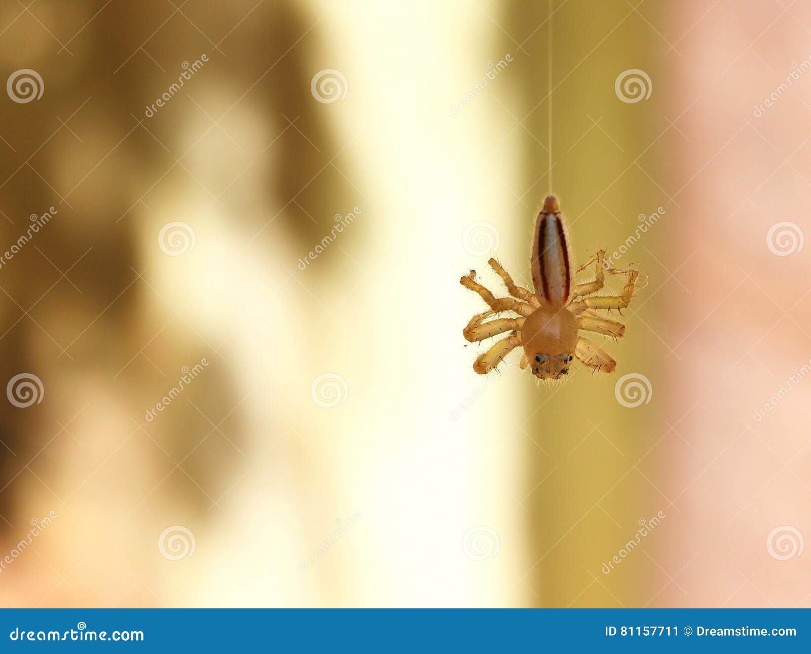 Spider stock image. Image of bokeh, thread, spider, small - 81157711