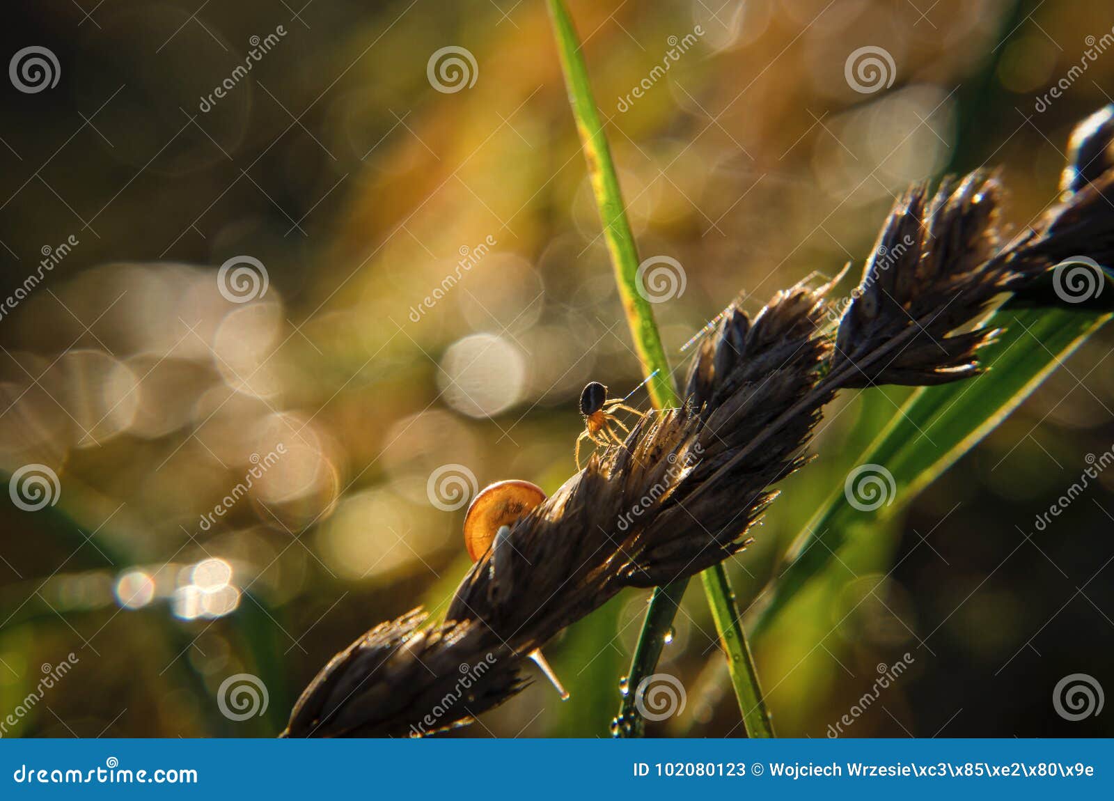 SPIDER and SNAIL stock image. Image of autumn, morning - 102080123