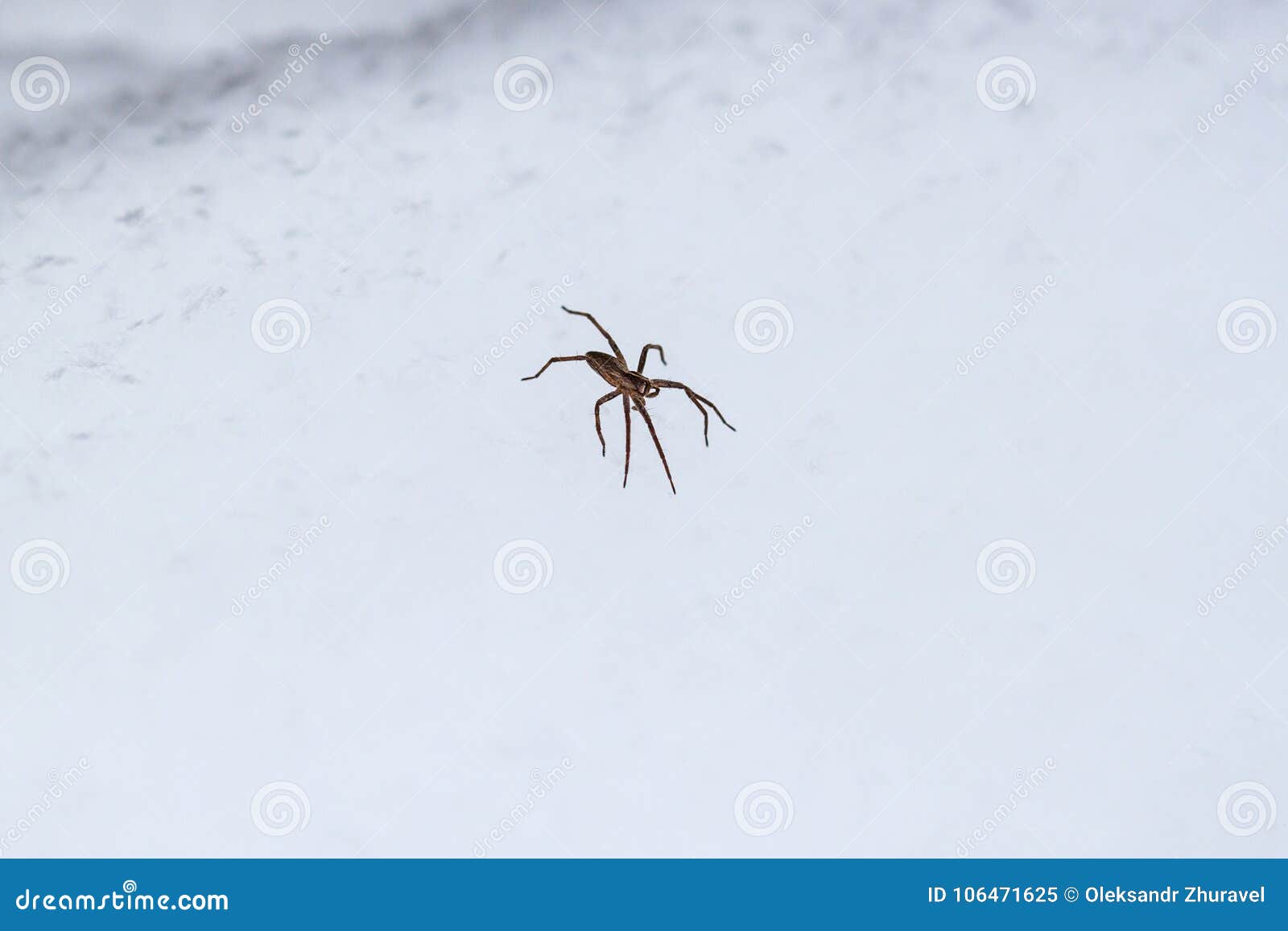 Spider on snow stock image. Image of white, arachnid - 106471625