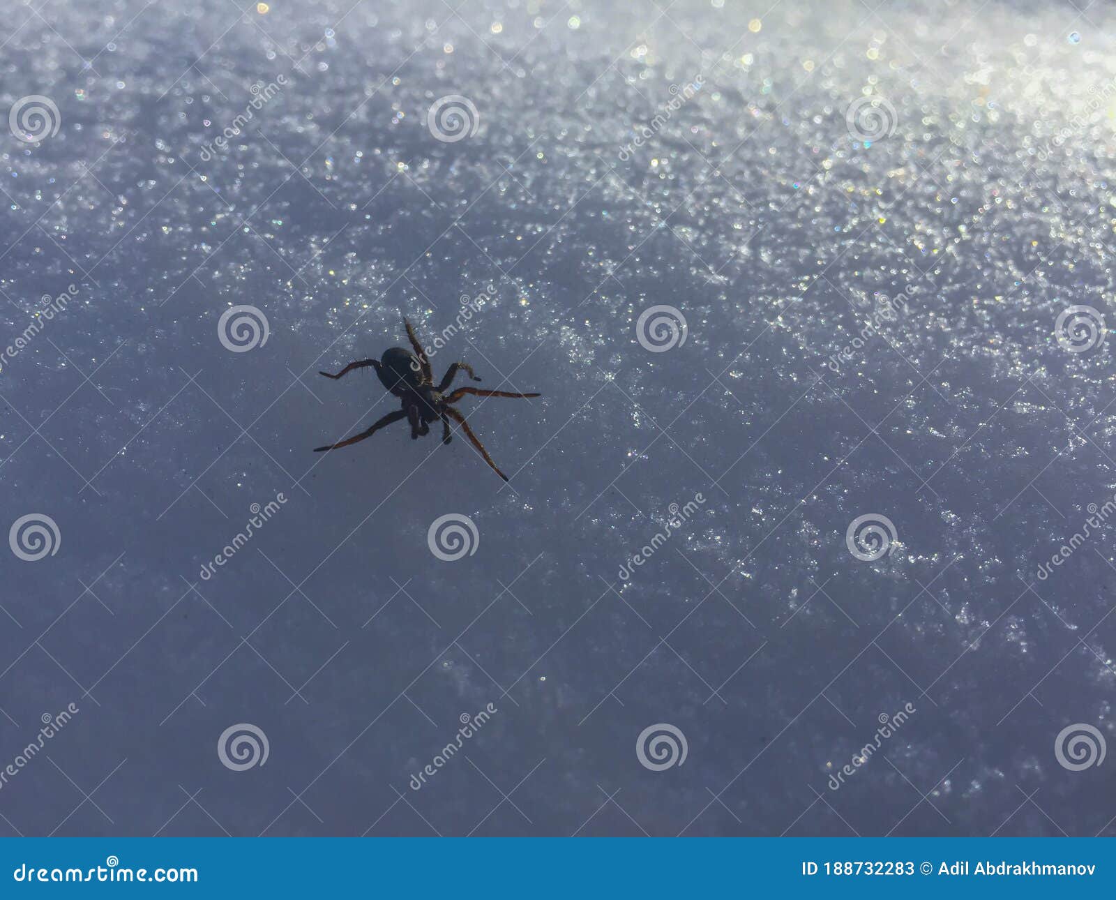 Spider on snow stock image. Image of insect, snow, background - 188732283