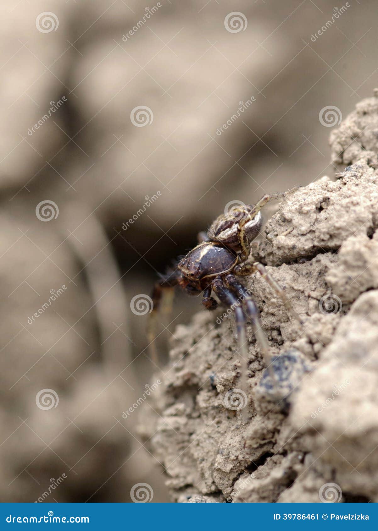 Spider On Soil Royalty-Free Stock Photography | CartoonDealer.com #39786461