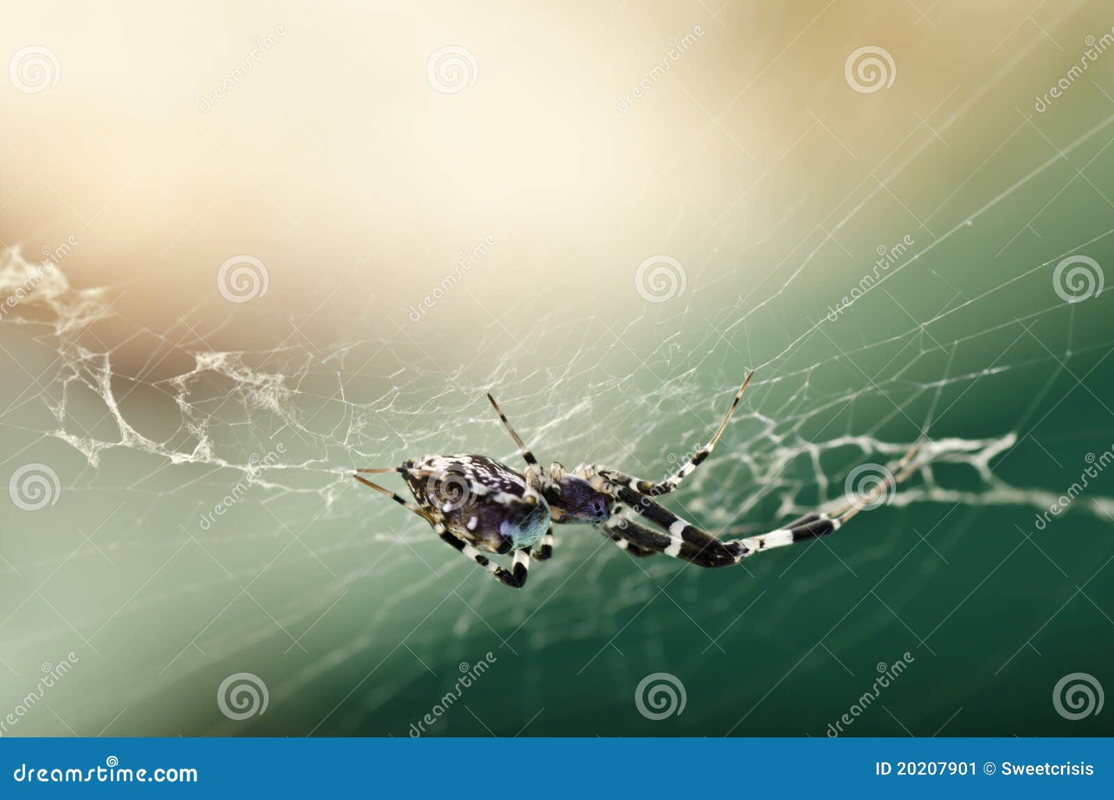 Spider space stock image. Image of colorful, spider, raynox - 20207901