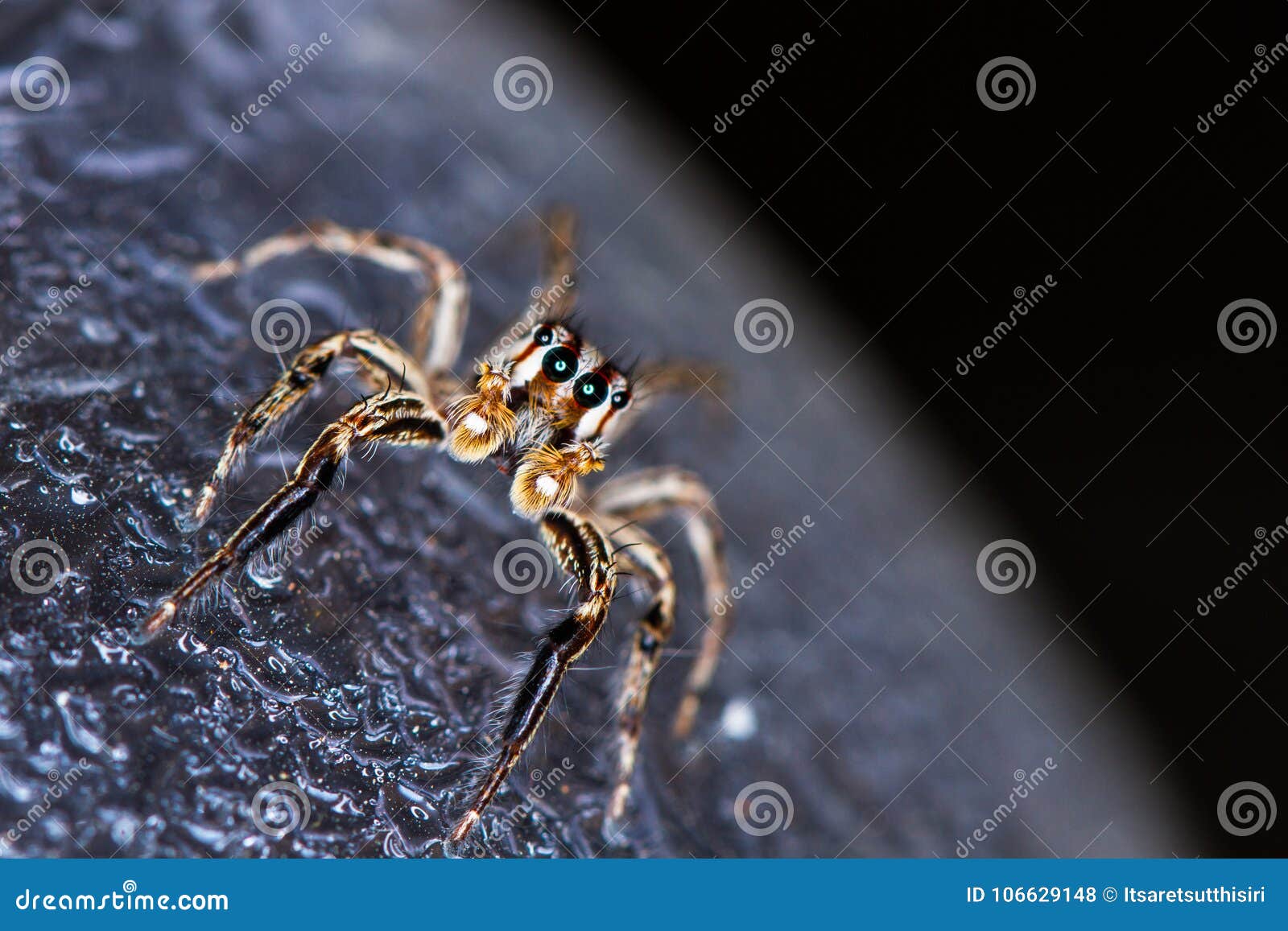 Spider in the space stock photo. Image of diadematus - 106629148