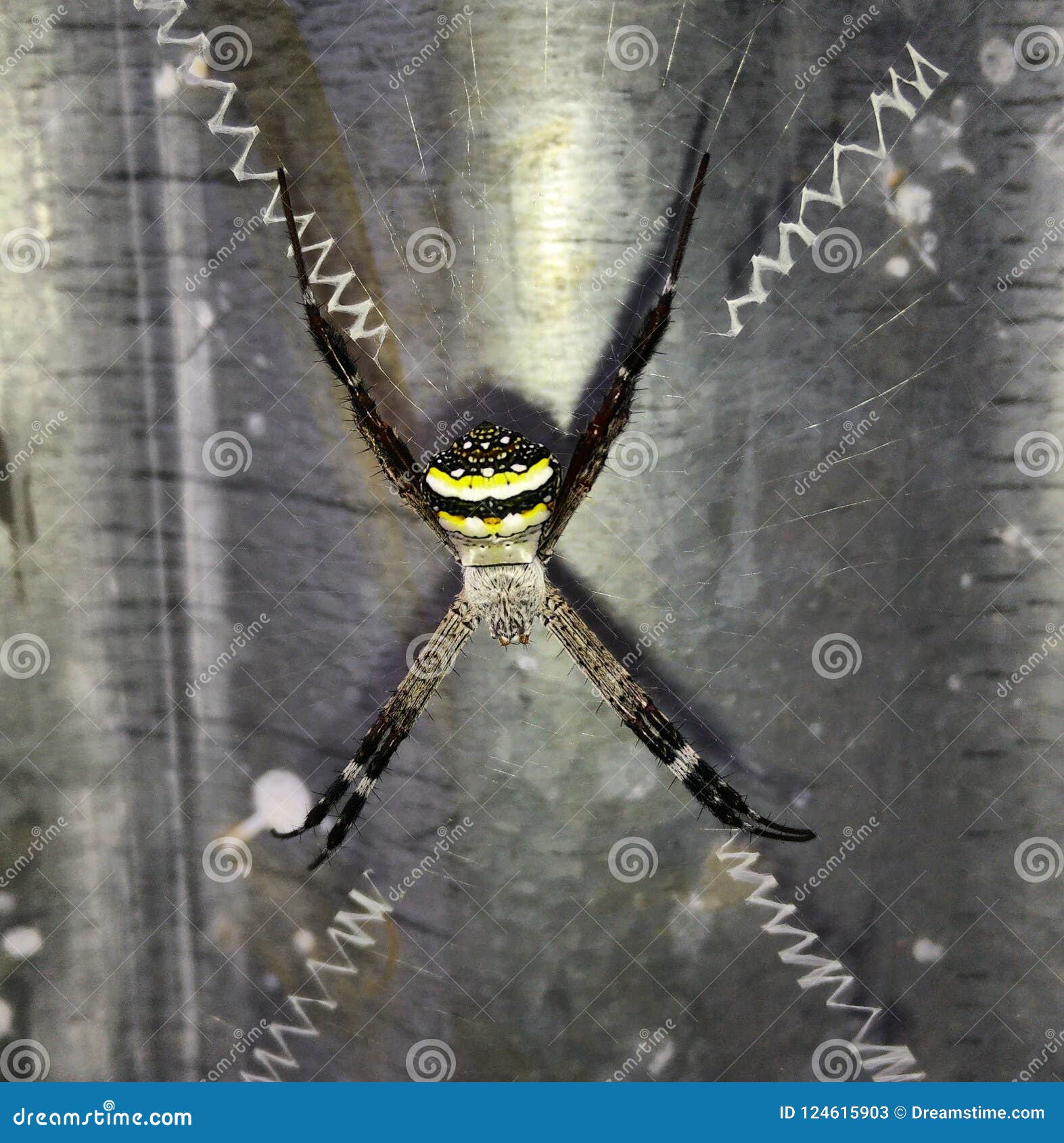 Spider stock image. Image of ground, college, spider - 124615903