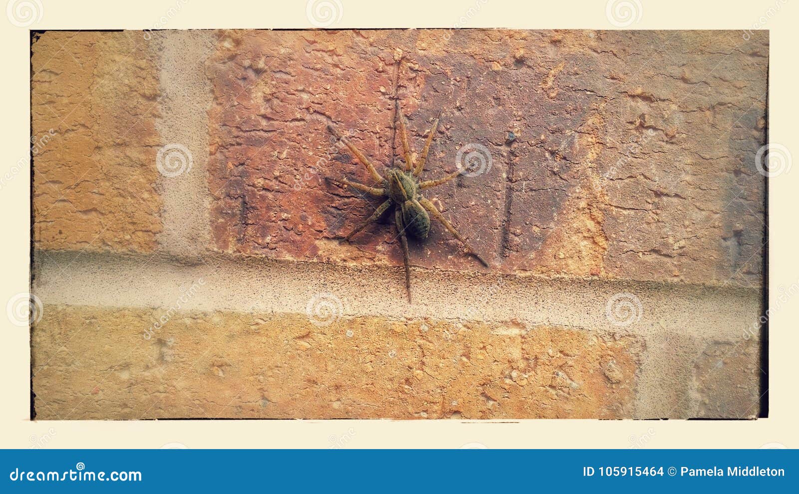 Spider stock photo. Image of brick, animal, spider, wall - 105915464