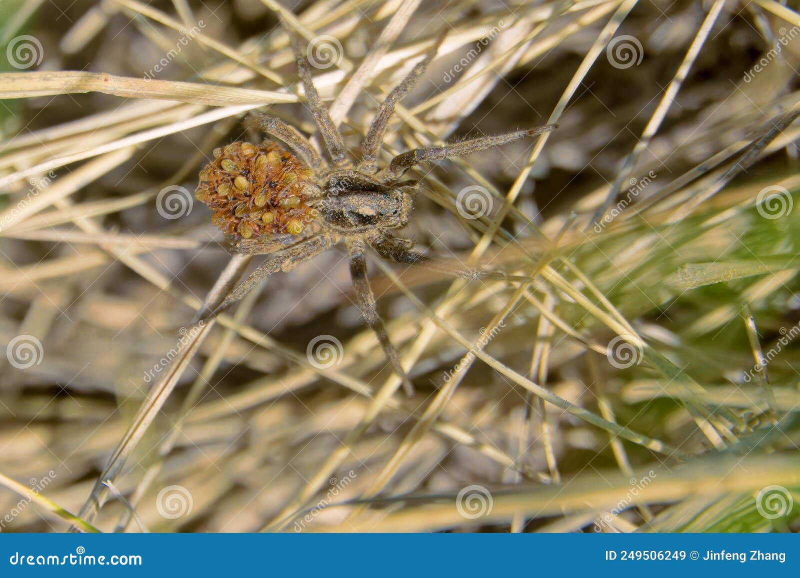 Spider stock image. Image of carrying, insect, wildlife - 249506249