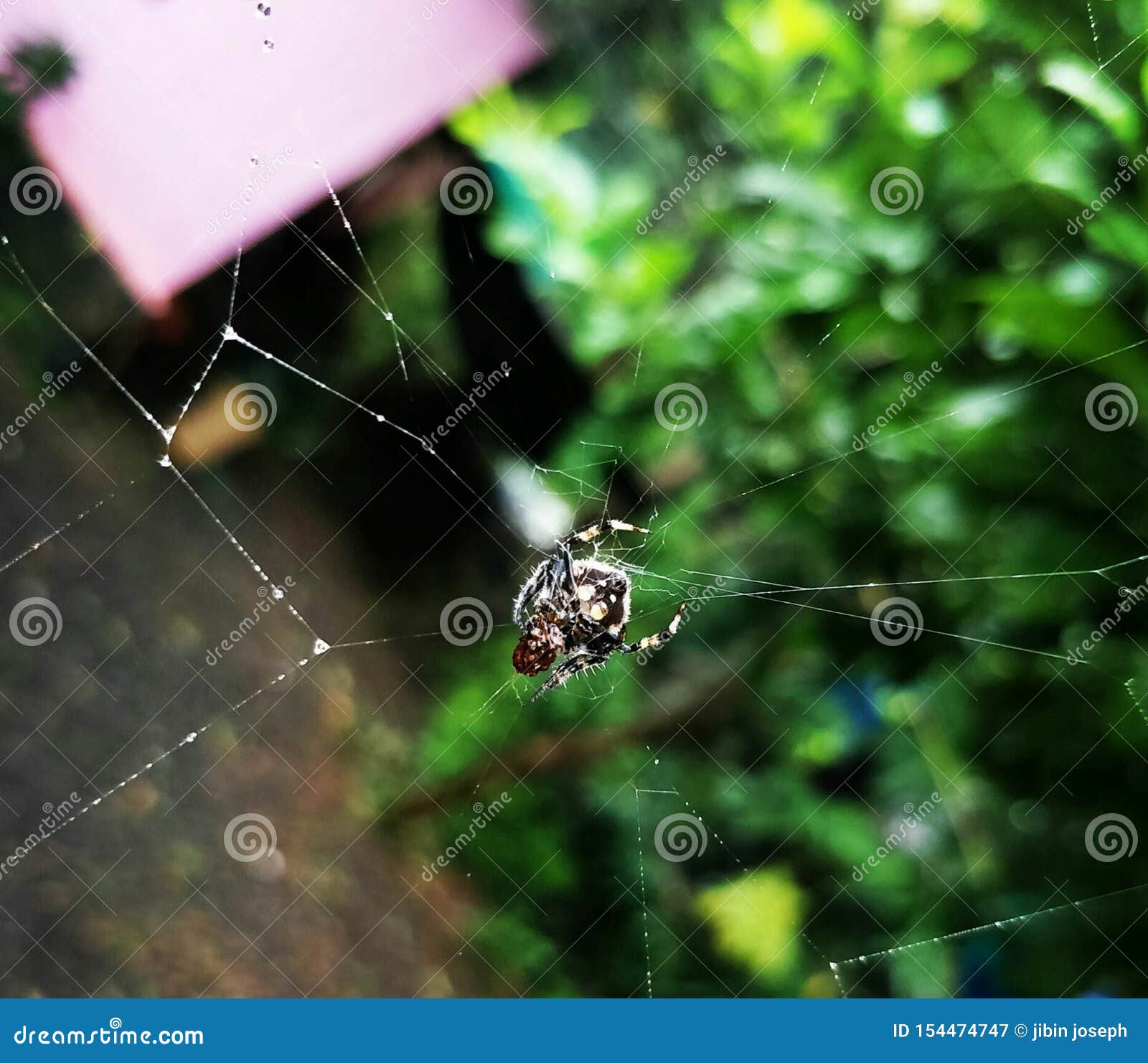 Spider stock image. Image of animal, home, natural, spider - 154474747