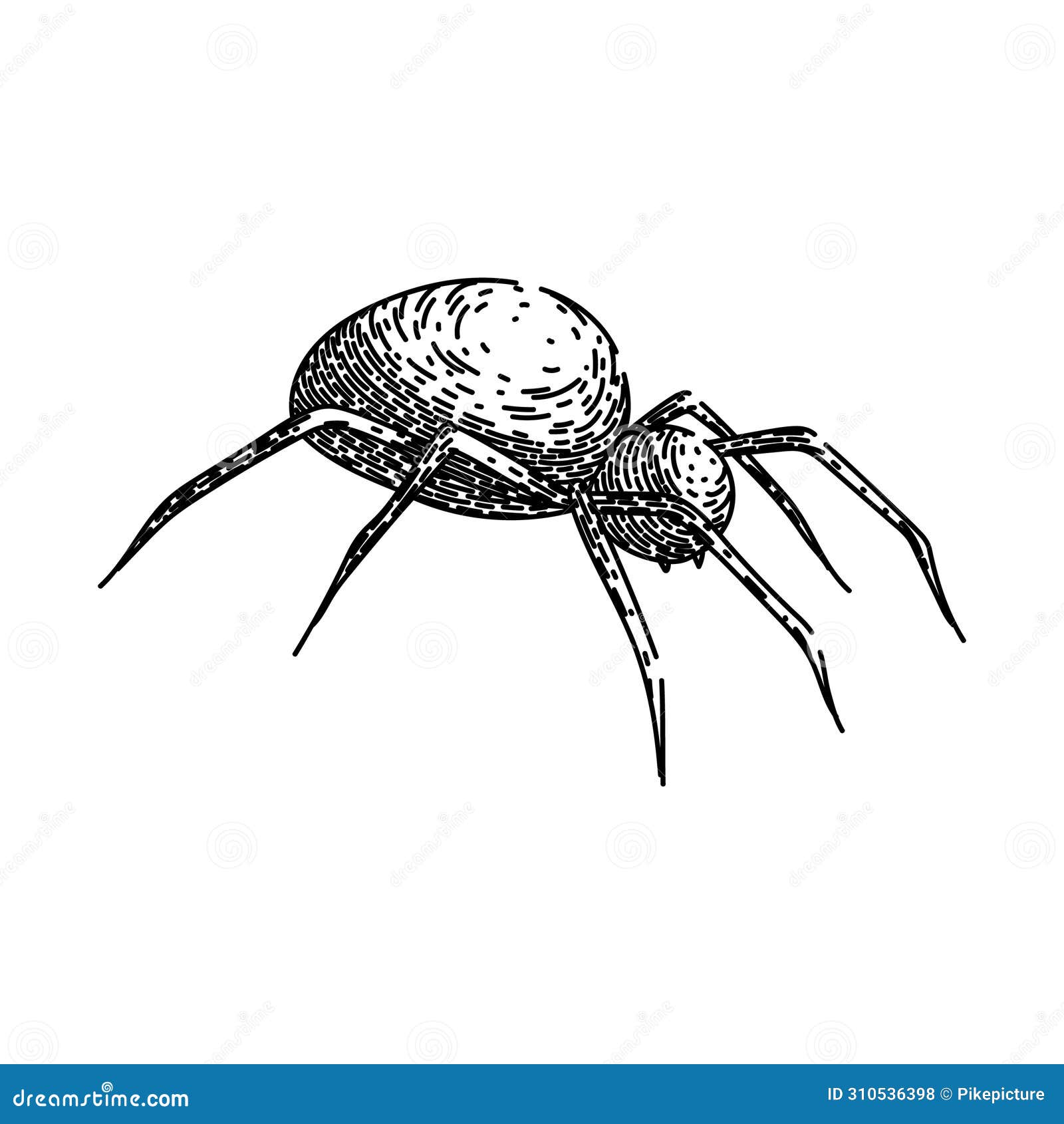 Spider Spider Sketch Hand Drawn Vector Stock Photo - Image of texture ...