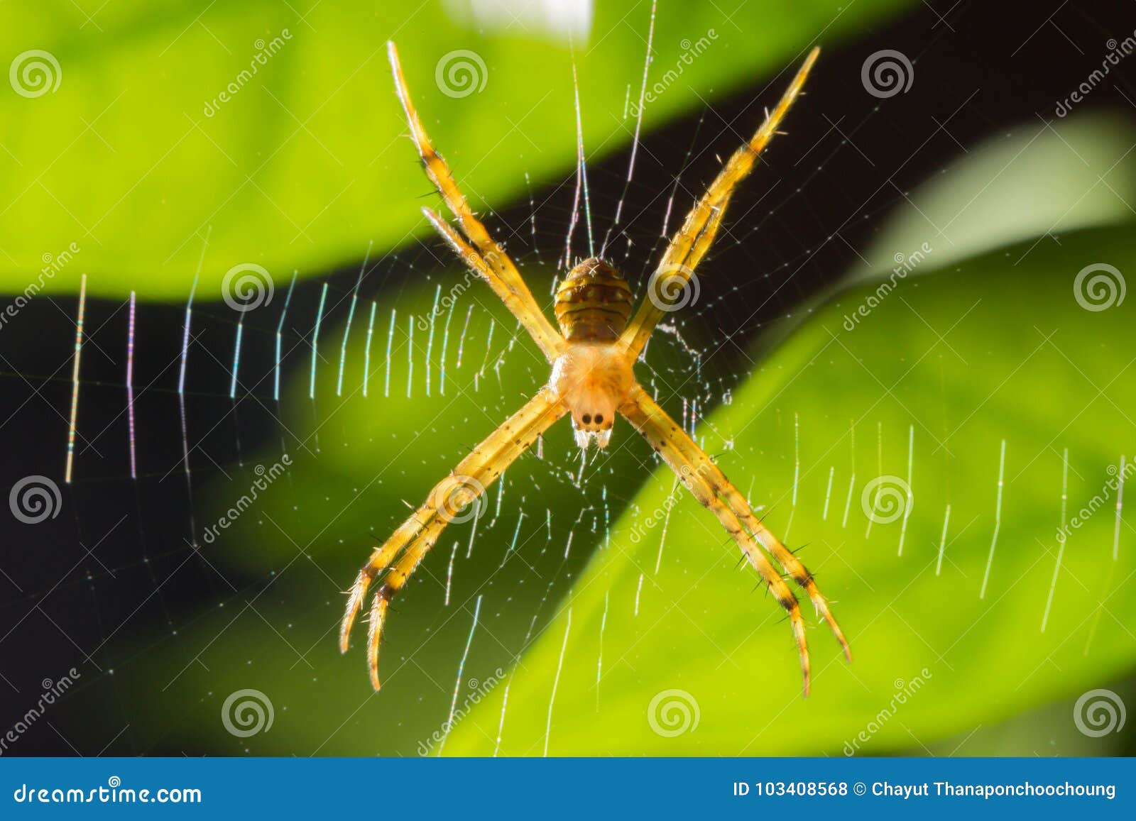 Spider stock photo. Image of nest, tree, body, leaves - 103408568