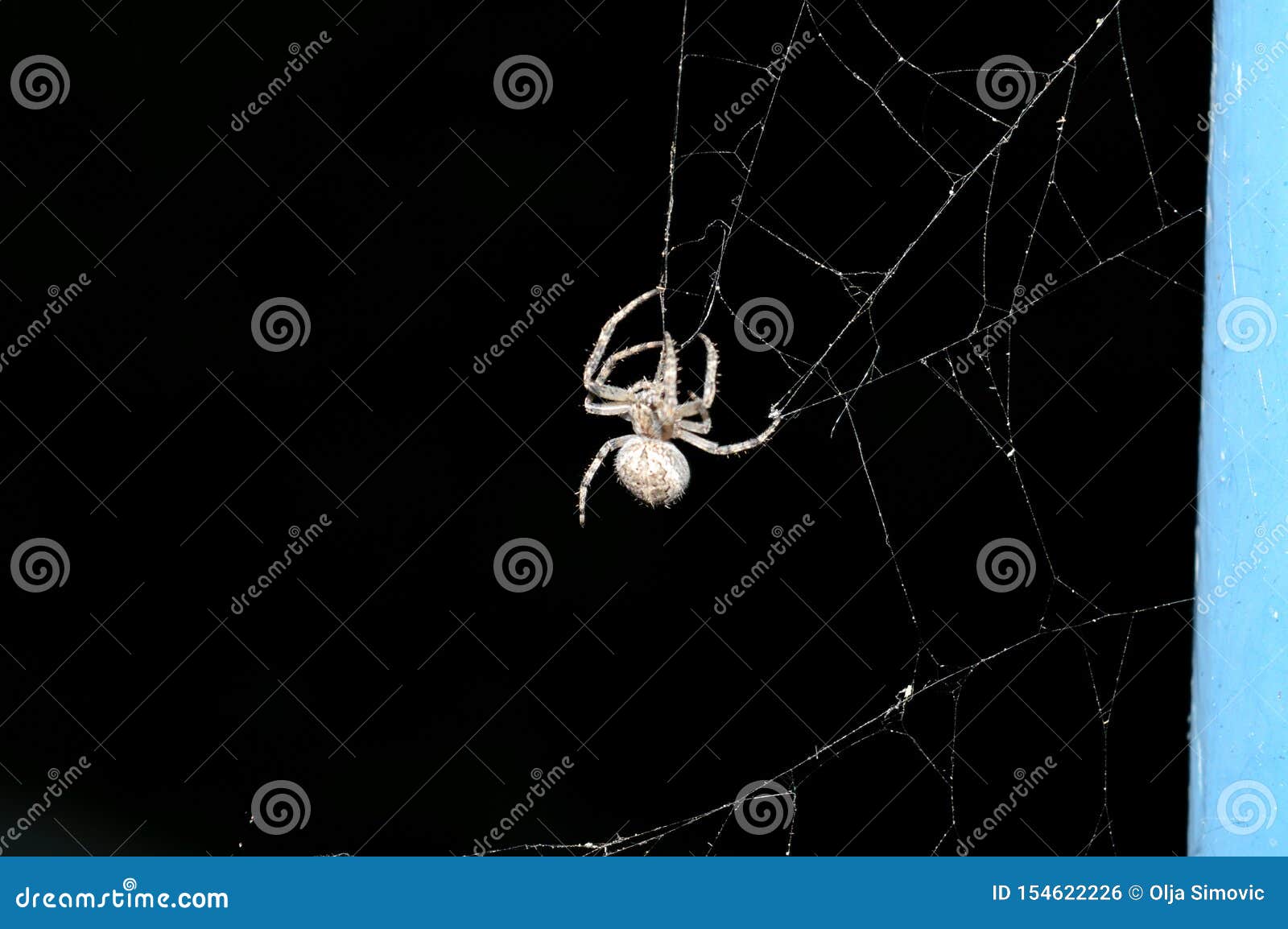 Spider on Spider Web on Bridge Stock Photo - Image of macro, metal ...