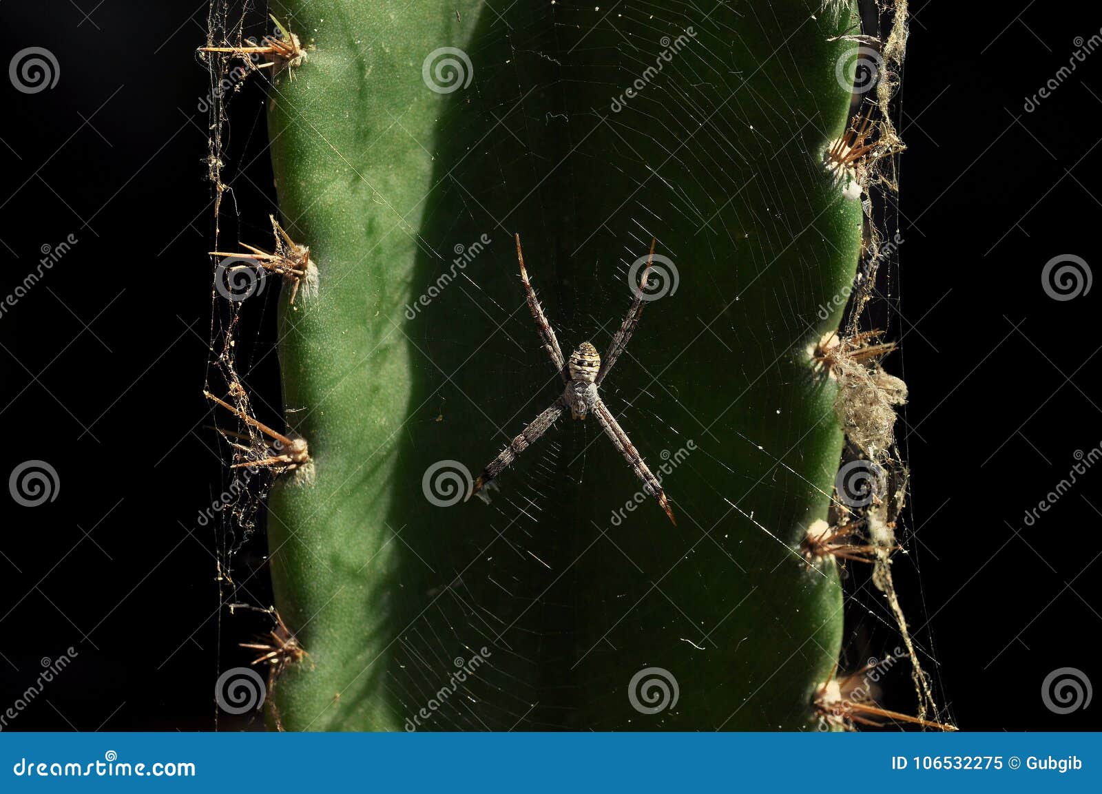 A Spider with a Spider Web on the Cactus Stock Image - Image of nature ...