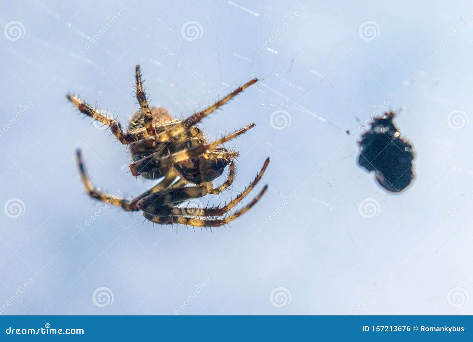 Spider in a Spider Web with Caught Prey Stock Photo - Image of summer ...