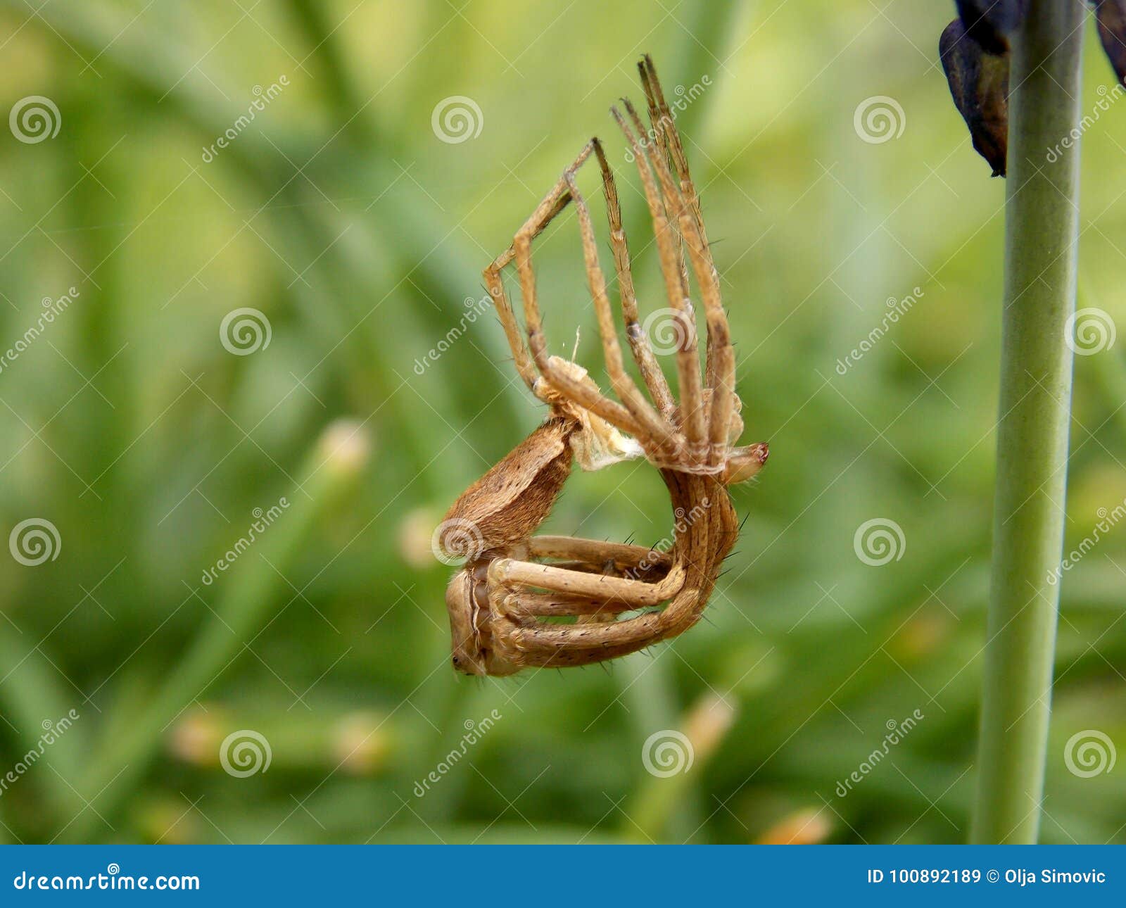 Spider stock image. Image of legs, grass, araneus, invertebrate - 100892189