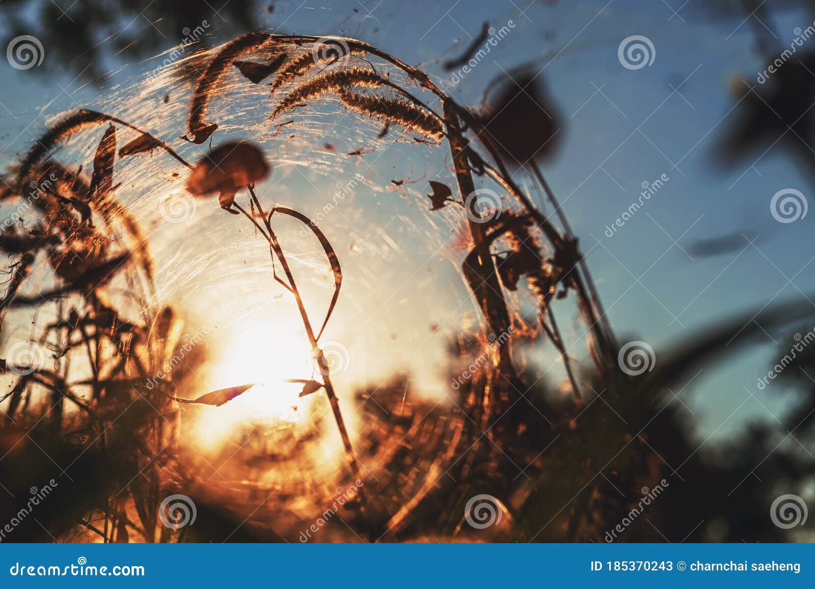 Spider on the Spider Web or Cobweb and Light of Sunset Stock Image ...