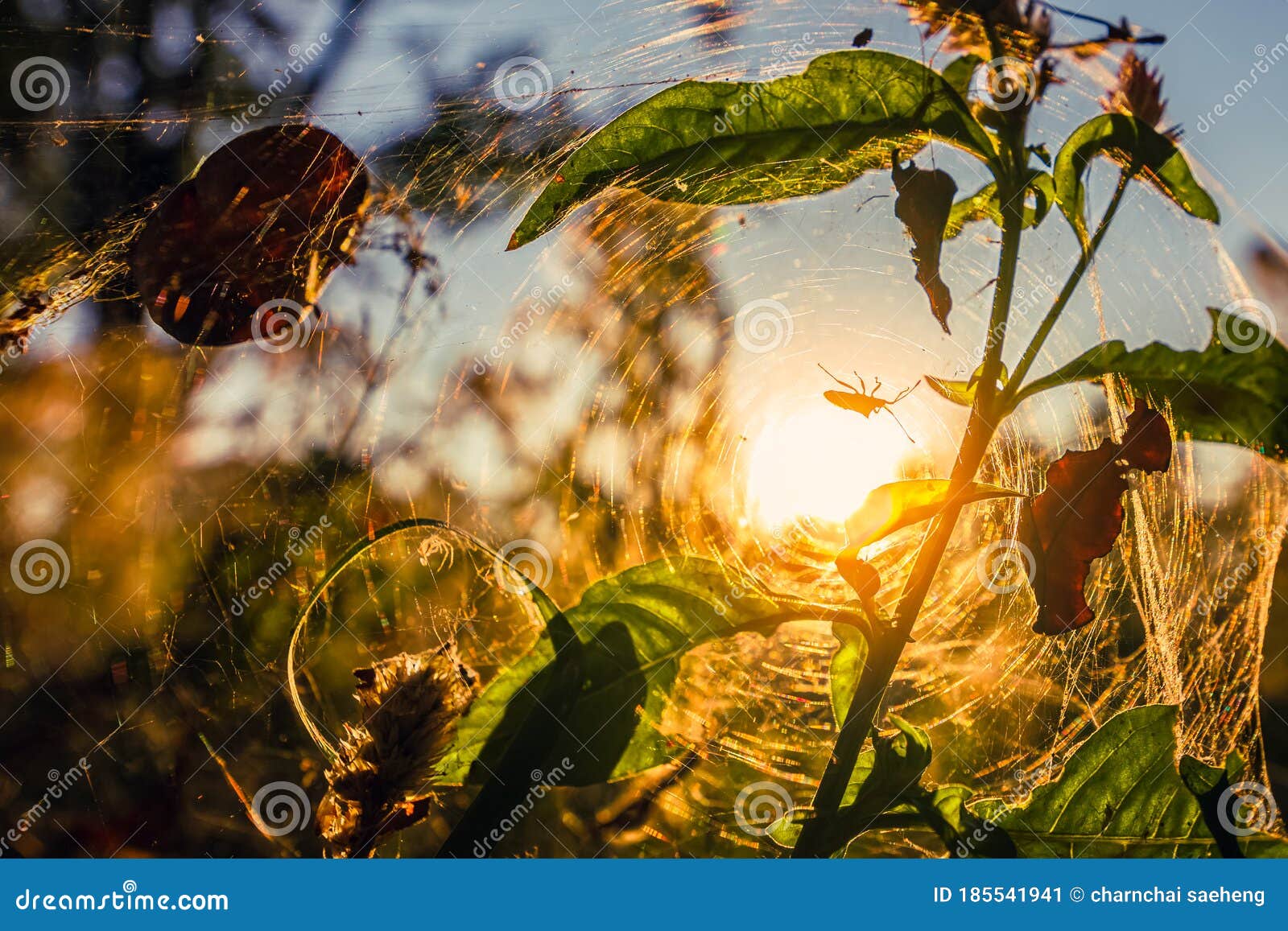 Spider on the Spider Web or Cobweb and Light of Sunset Stock Image ...
