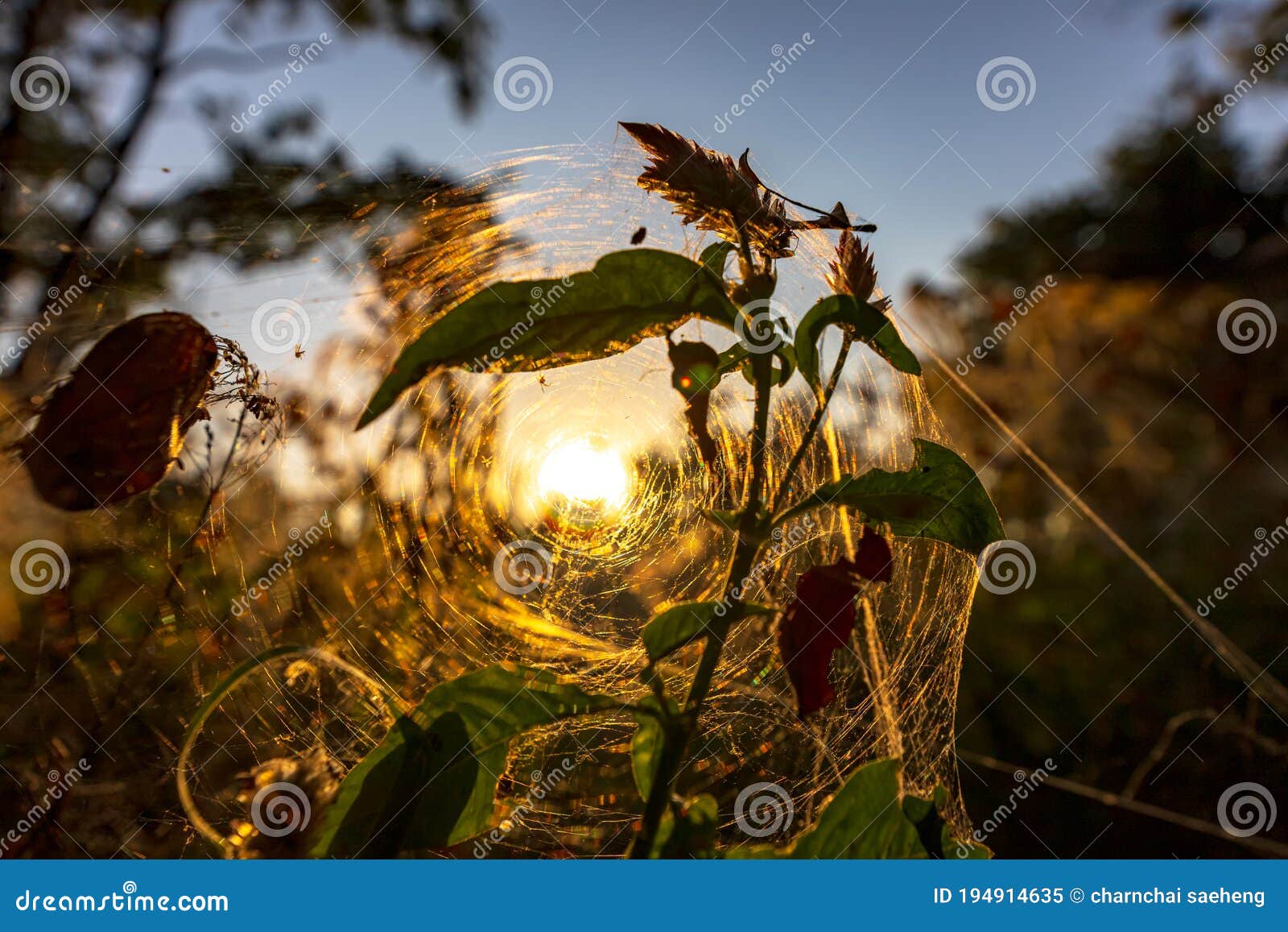 Spider on the Spider Web or Cobweb and Light of Sunset Stock Image ...