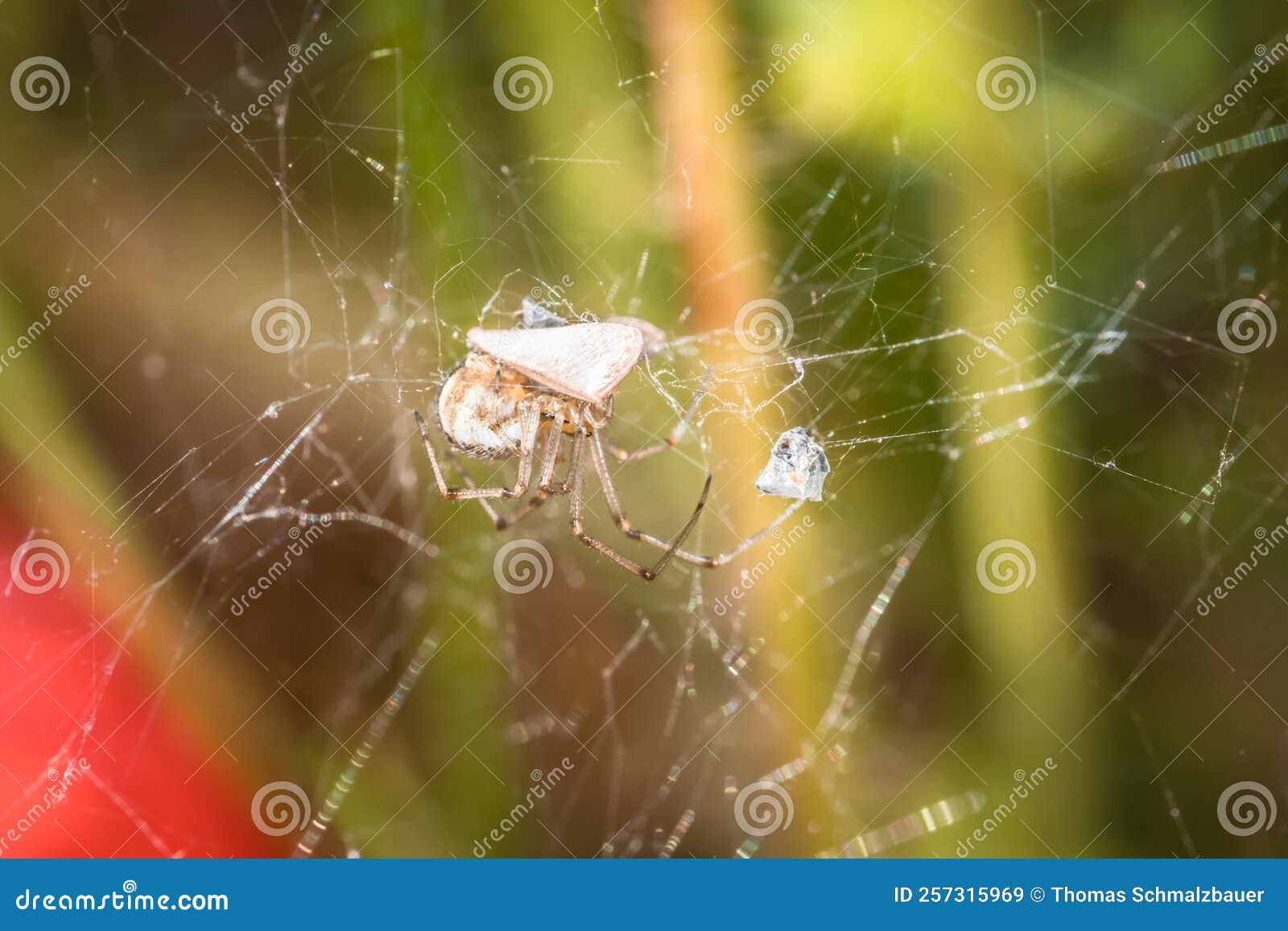 Spider in a Spider Web Eats a Trapped Spun Pupated Fly Caught in the Web, Germany Stock Image ...