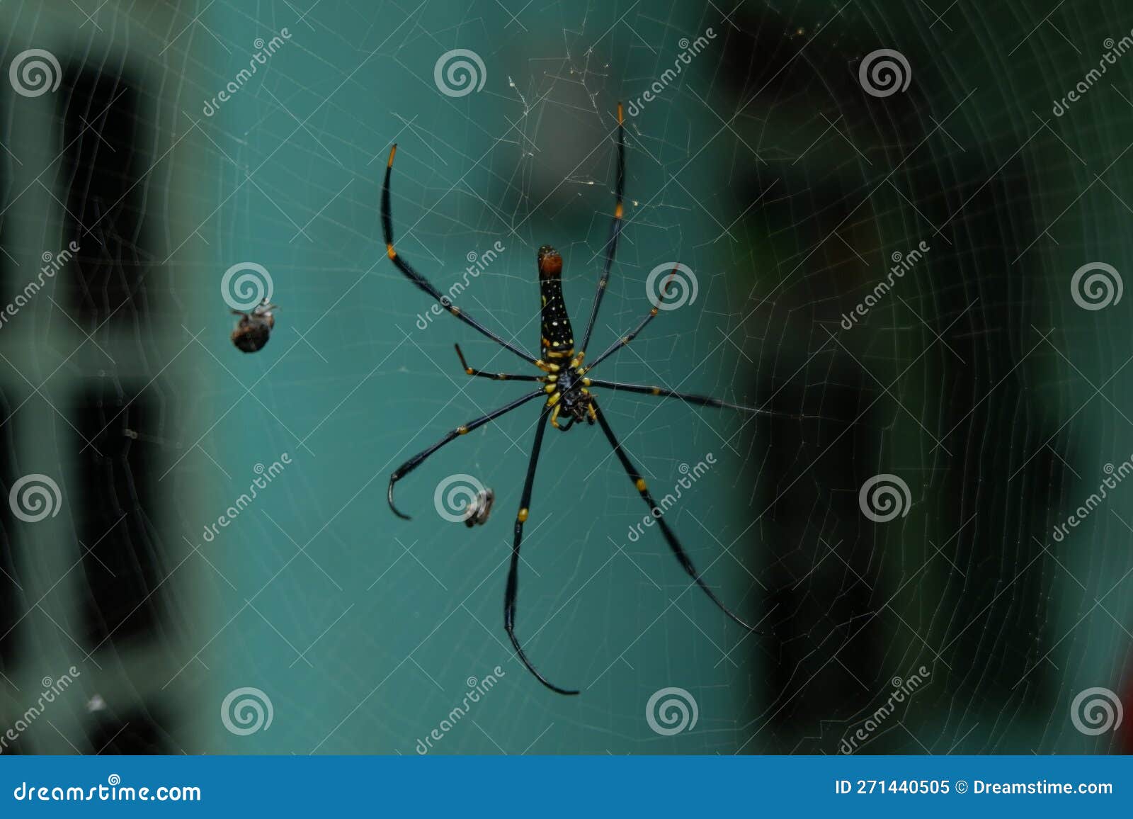 Spider with Spider Web in Front of Home Stock Image - Image of cross ...