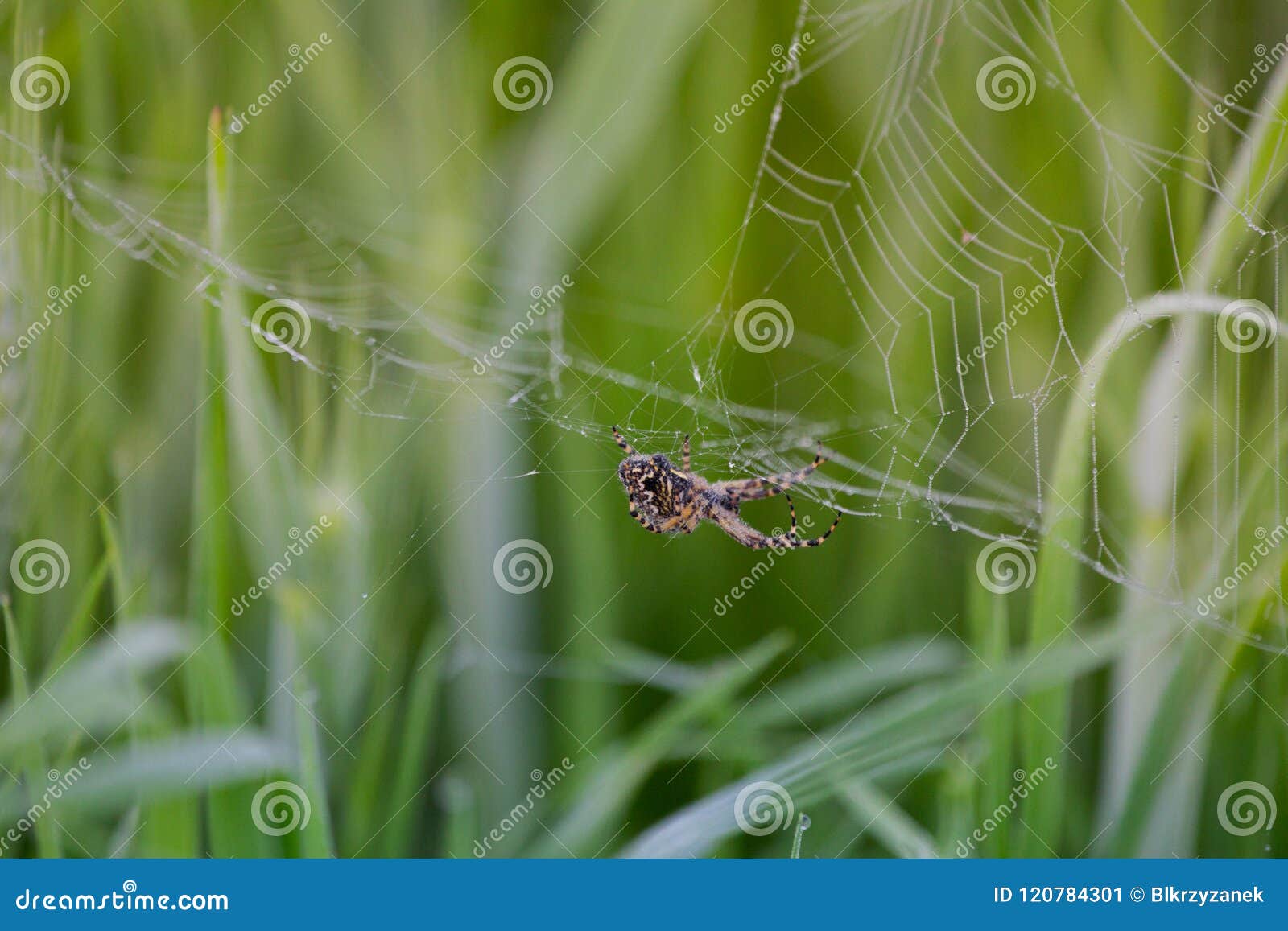 Spider on a Spider Web among Grasses Stock Image - Image of flower ...