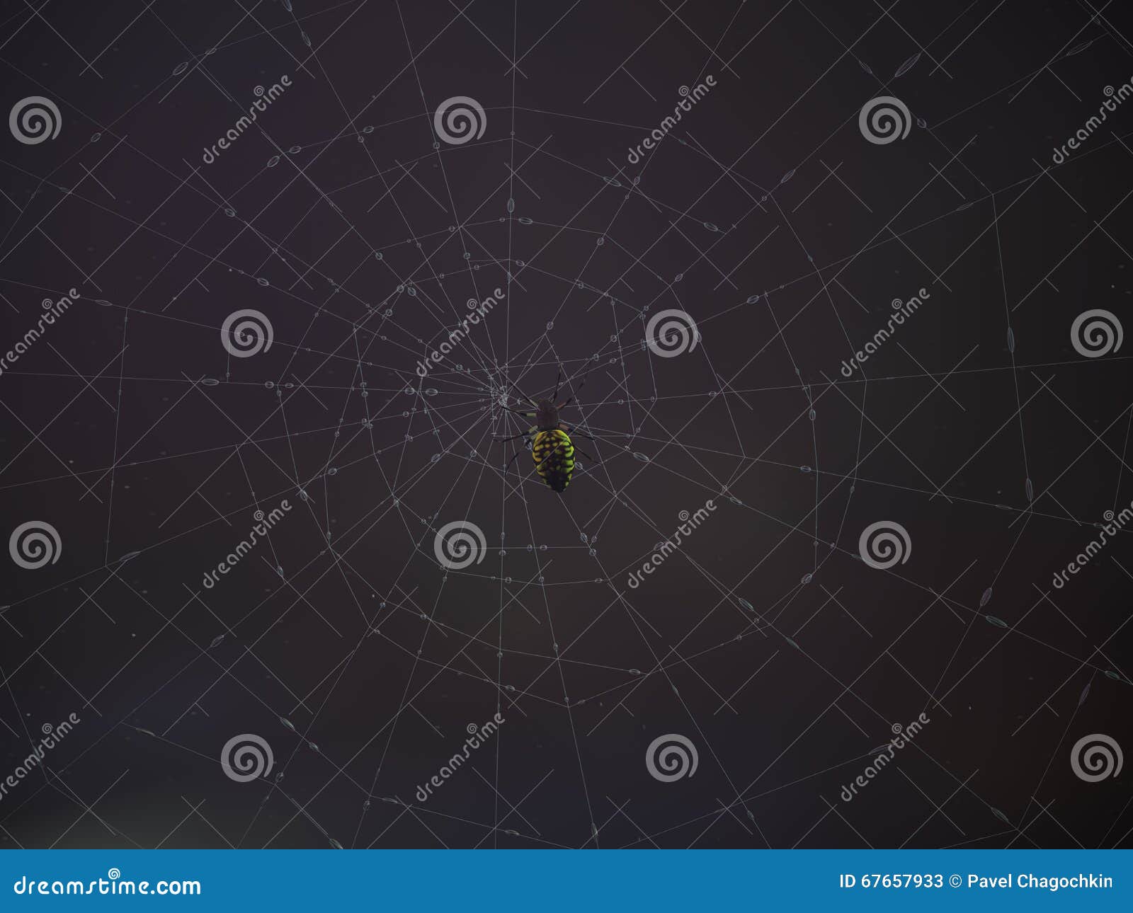 Spider on Spider Web after Rain Stock Illustration - Illustration of ...