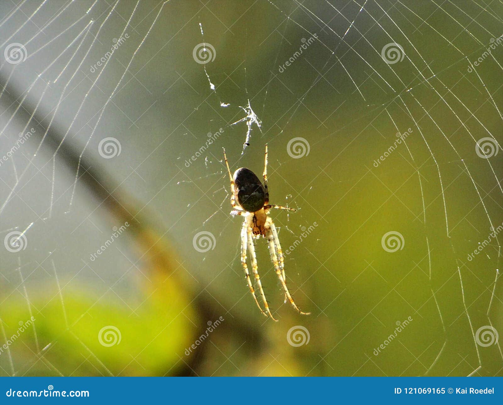 Spider, spider web stock image. Image of trap, filigree - 121069165