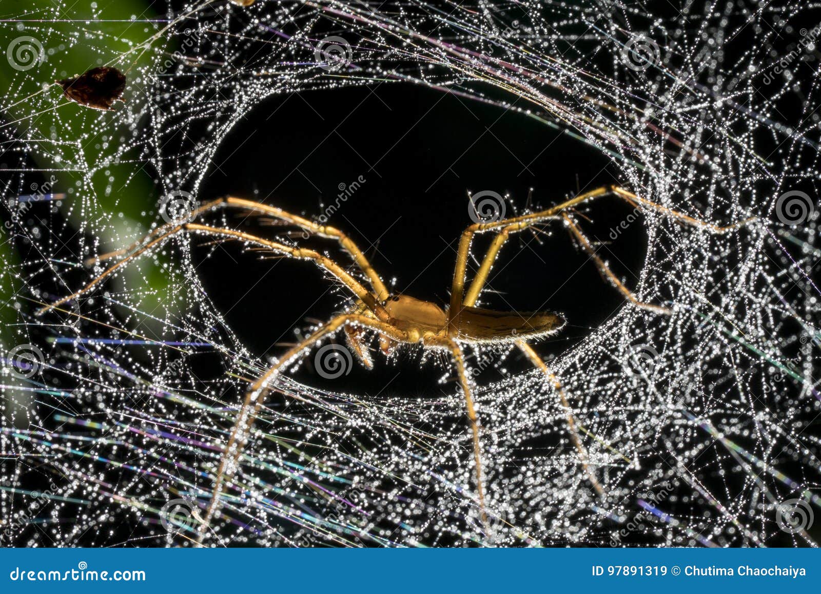 Spider on Spider Web with Water Drop Stock Image - Image of drop, trunk ...