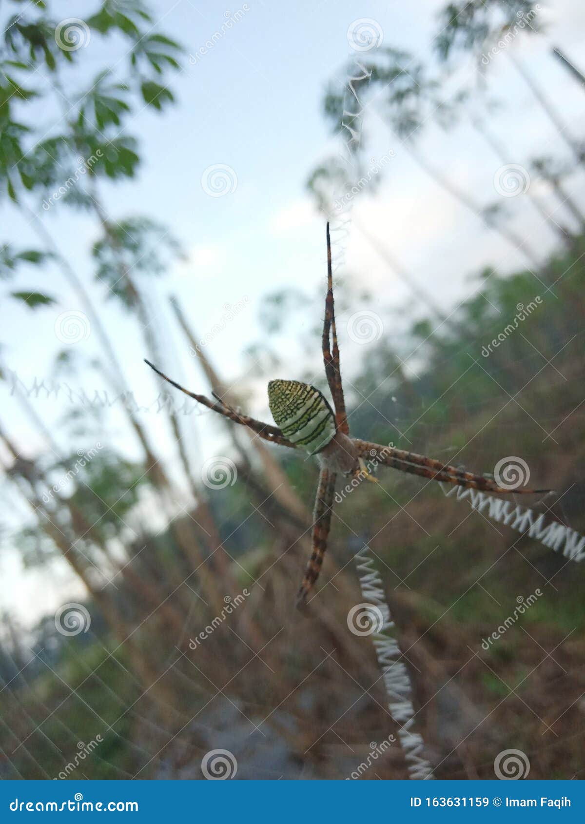 Spider x stock image. Image of nature, spider, animal - 163631159