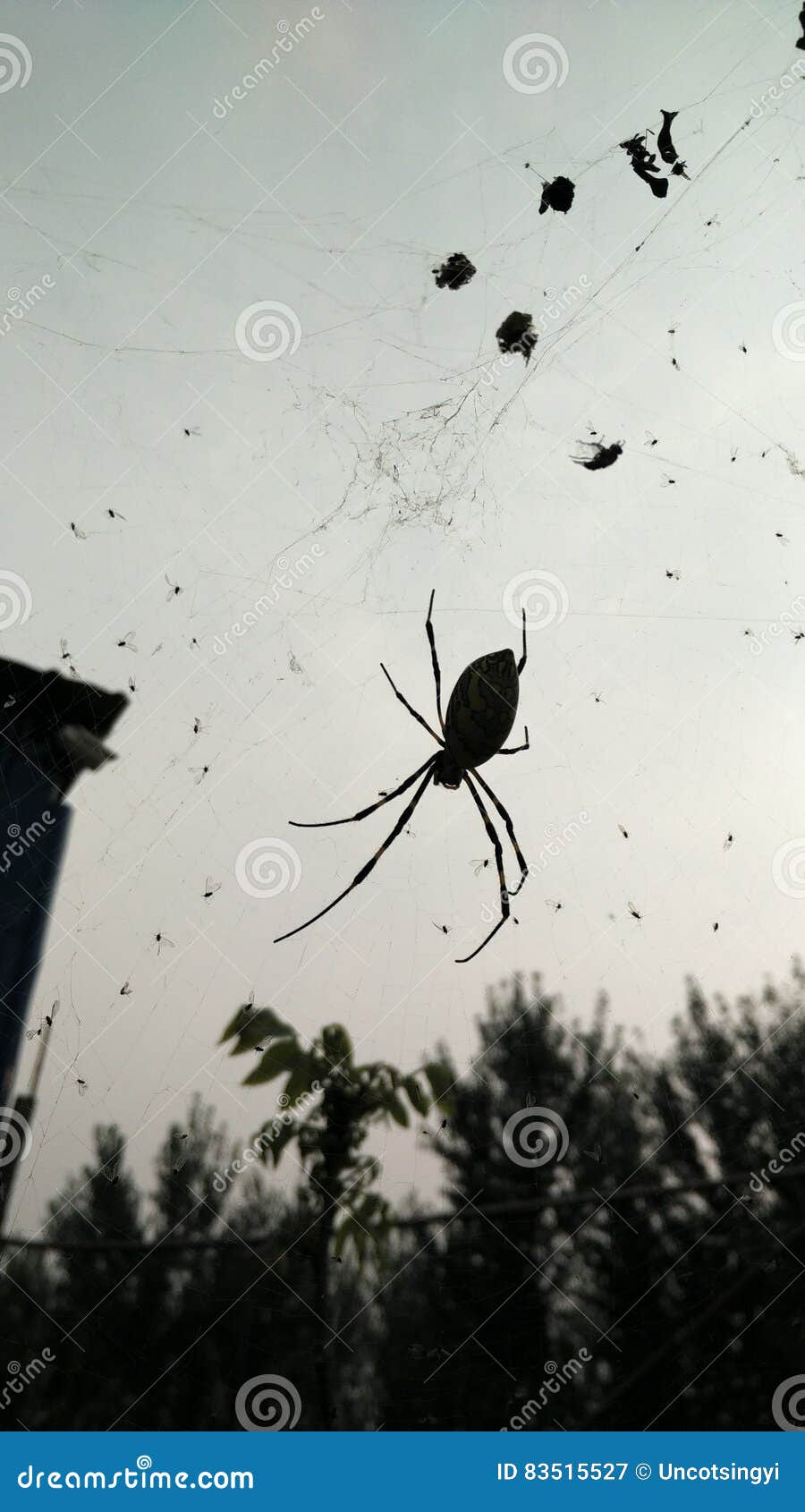 Spider stock image. Image of spider, farm, insects, food - 83515527