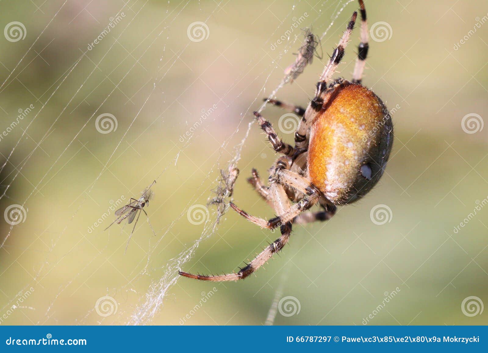 Death Insects On The Windshield Of The Car. Flattened Beetles On The ...