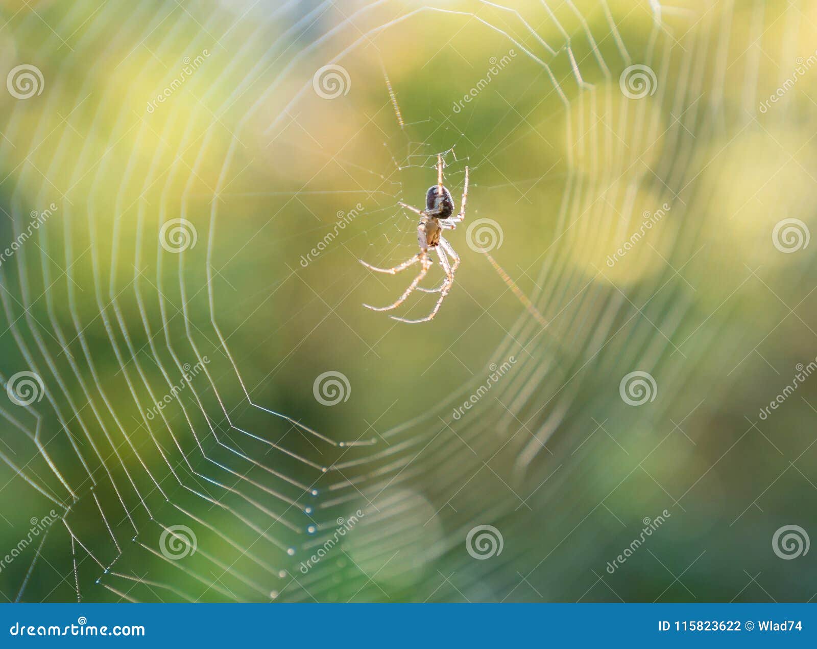 The Spider on Spiderweb in Forest Stock Photo - Image of spiderweb ...