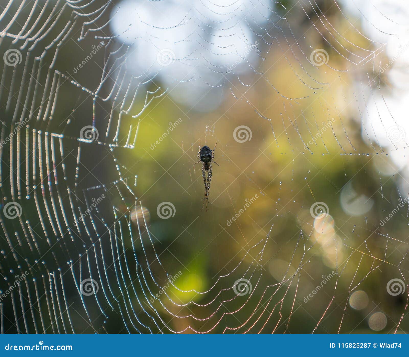 The Spider on Spiderweb in Forest Stock Image - Image of sunshine ...