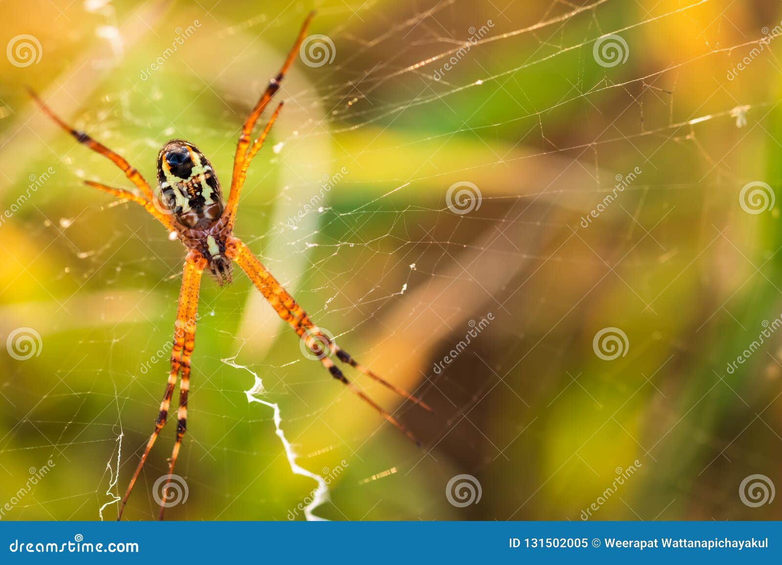 Spider spin the web stock image. Image of spread, animal - 131502005