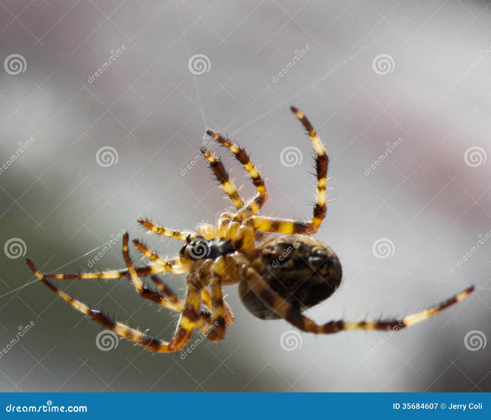 Spider Spinning its Web. stock image. Image of hunters - 35684607