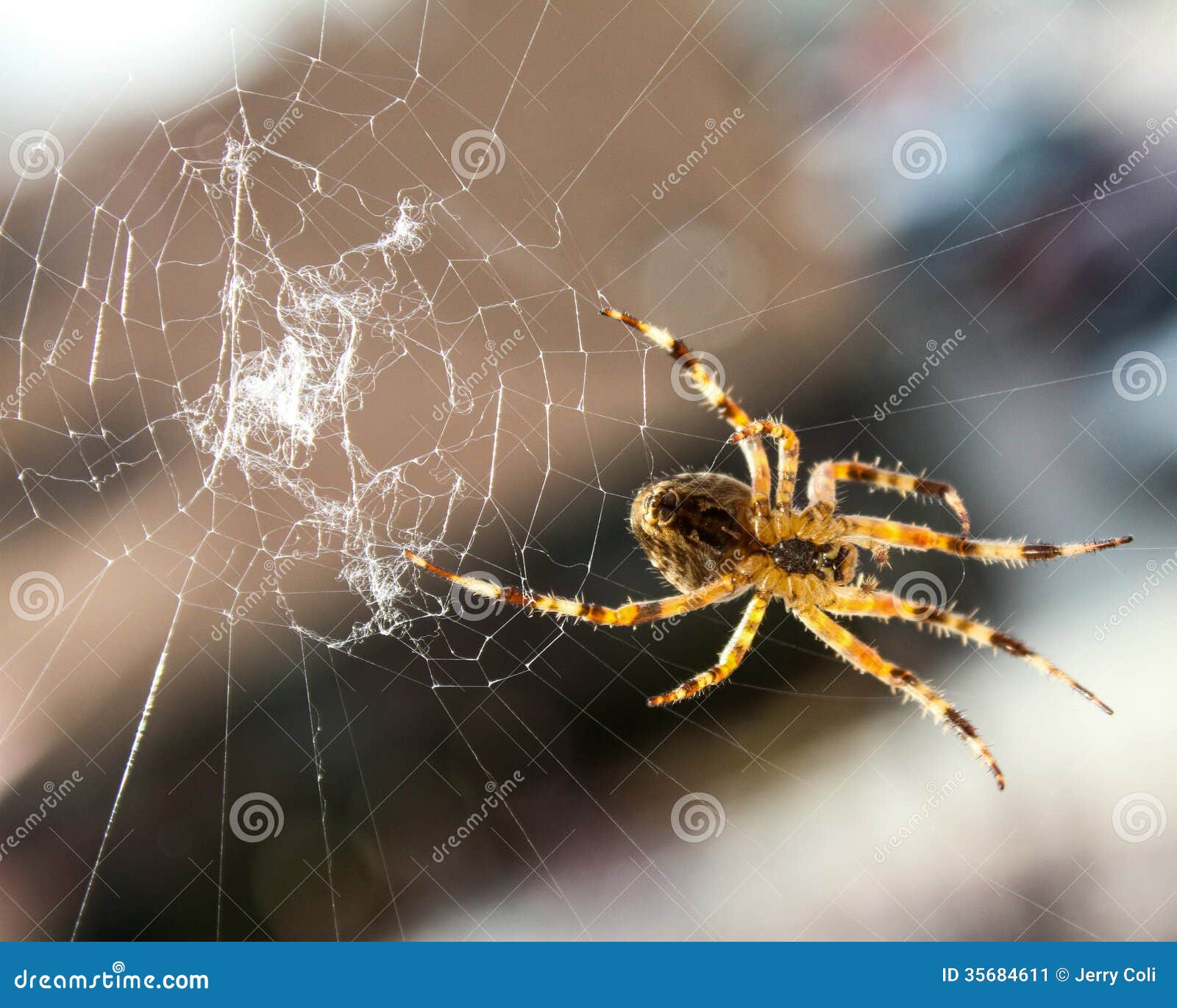 Spider Spinning its Web. stock image. Image of crawling - 35684611