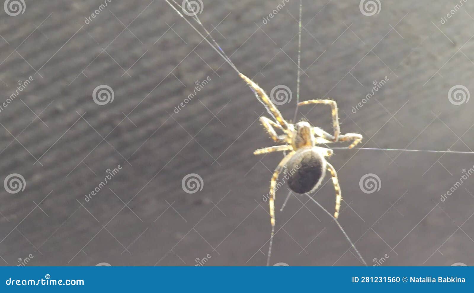 Spider Spinning Its Web at Night. Stock Footage - Video of nightmare ...