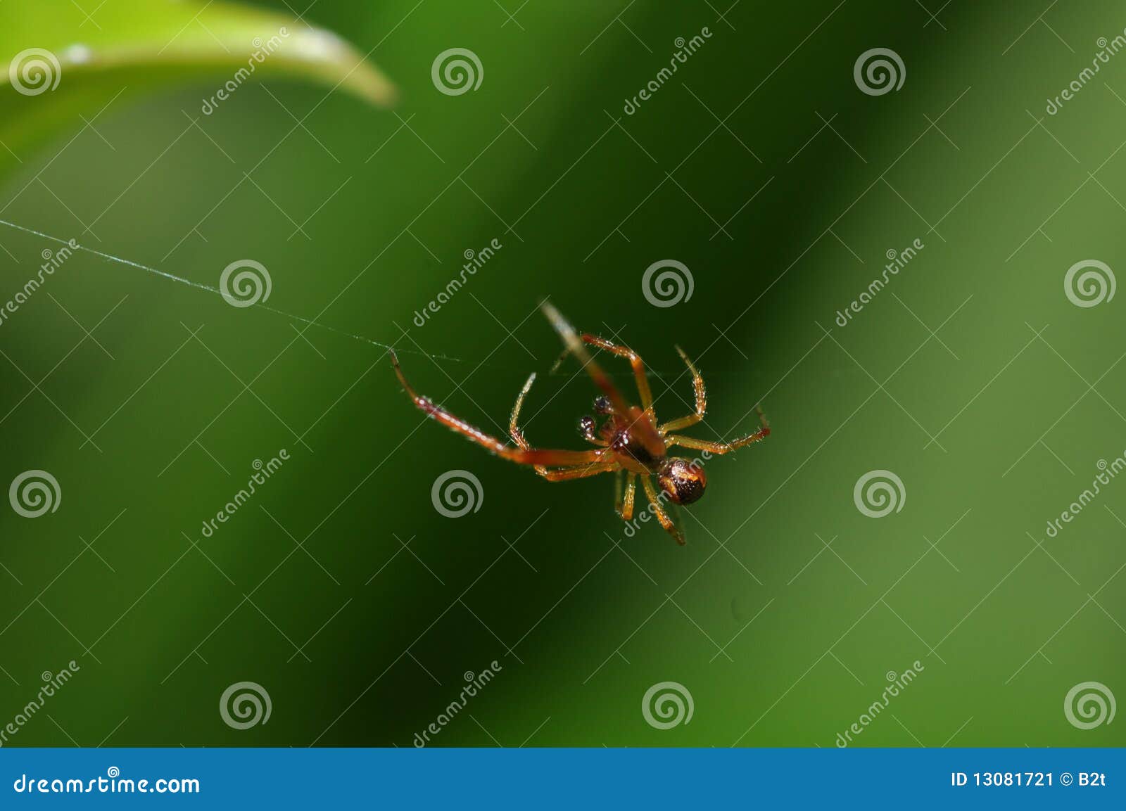 Spider spinning web stock image. Image of hangs, hanging - 13081721