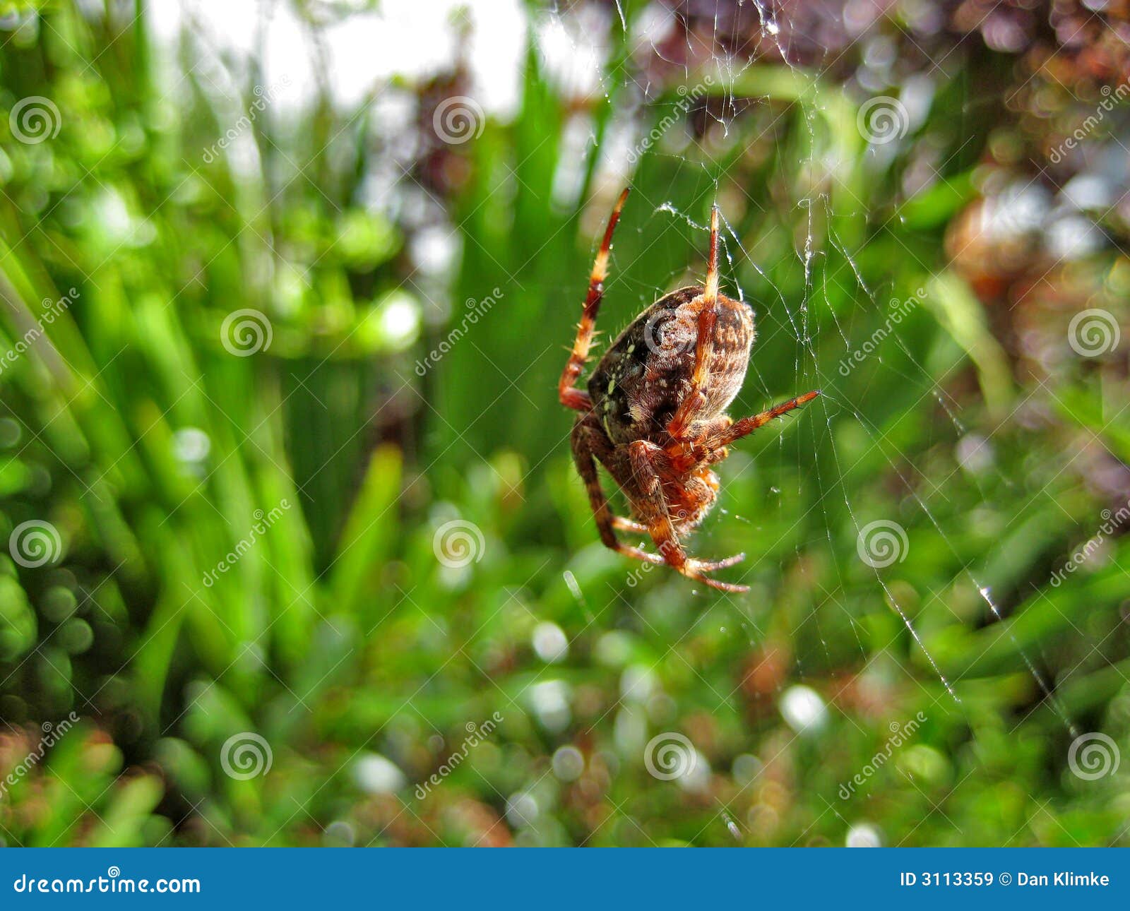 Spider spinning web stock image. Image of nature, colourful - 3113359