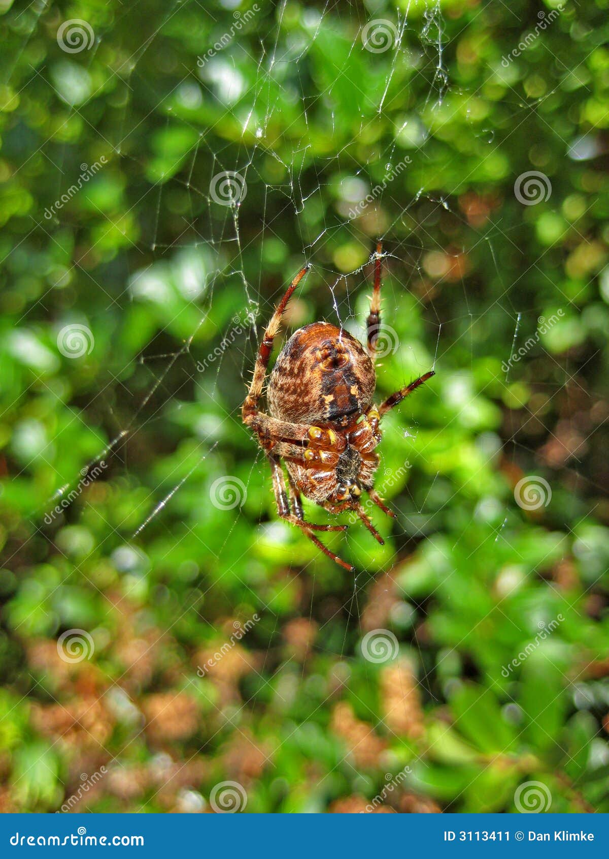 Spider spinning web stock image. Image of fine, arachnid - 3113411