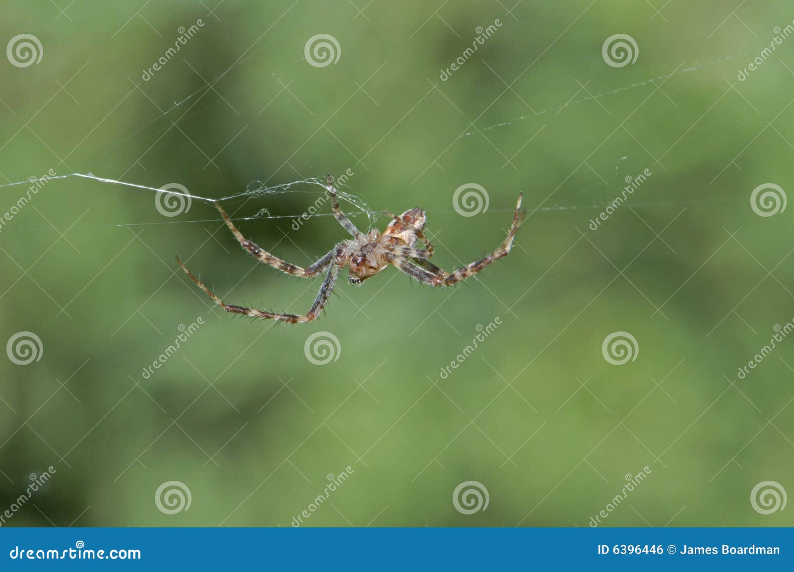 Spider spinning a web stock photo. Image of closeup, arachnophobia ...