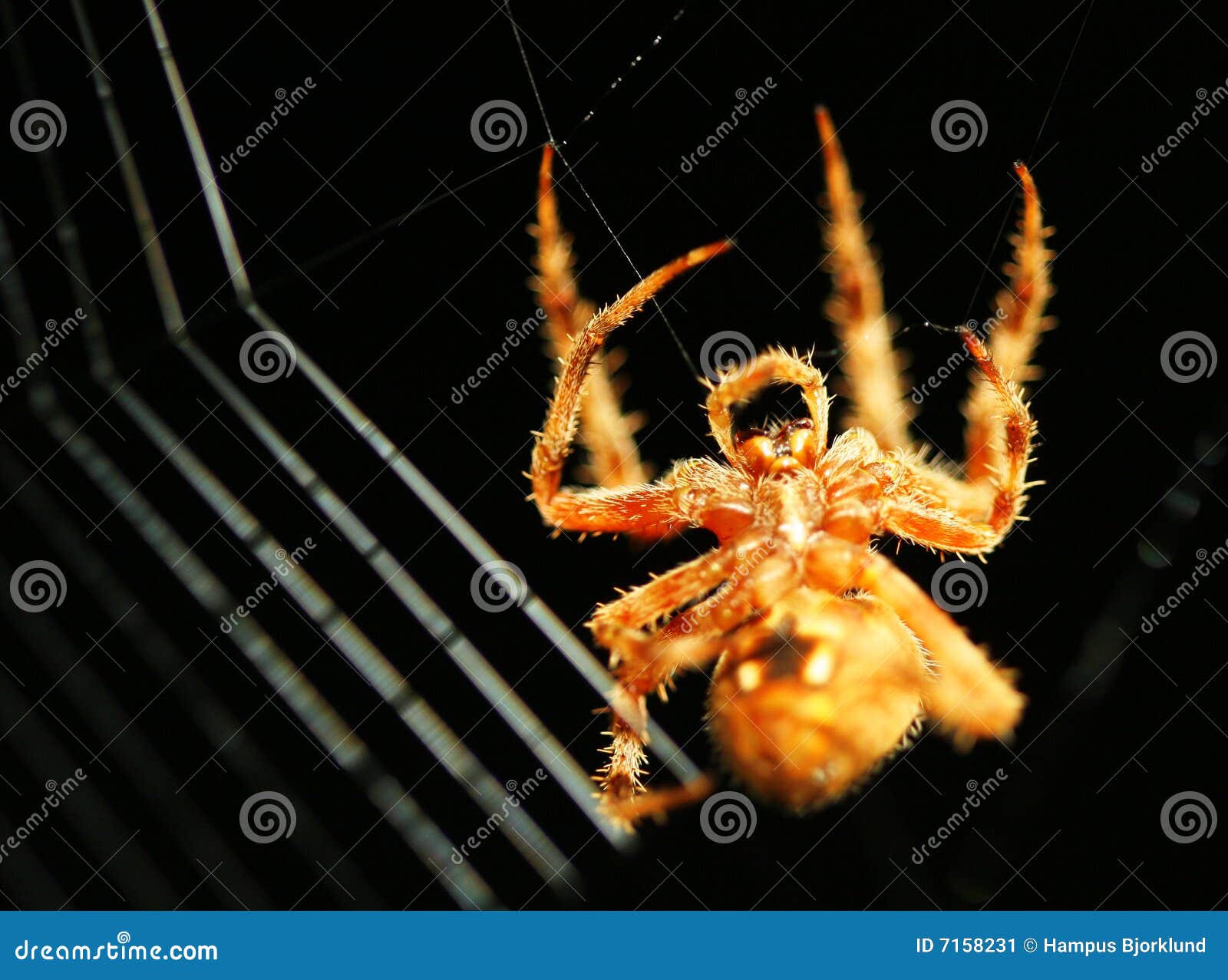 Spider spinning web stock image. Image of beauty, colorful - 7158231