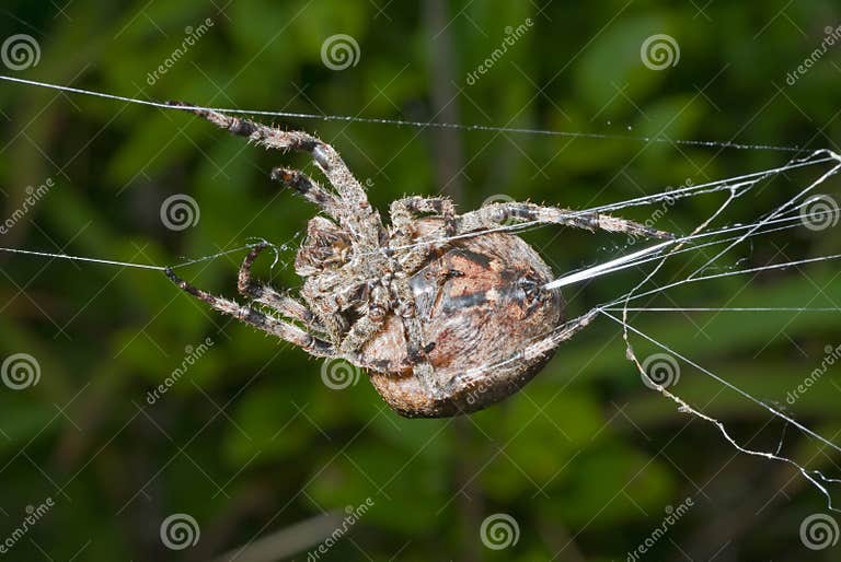 Spider spins spider-web 11 stock image. Image of afraid - 16000097