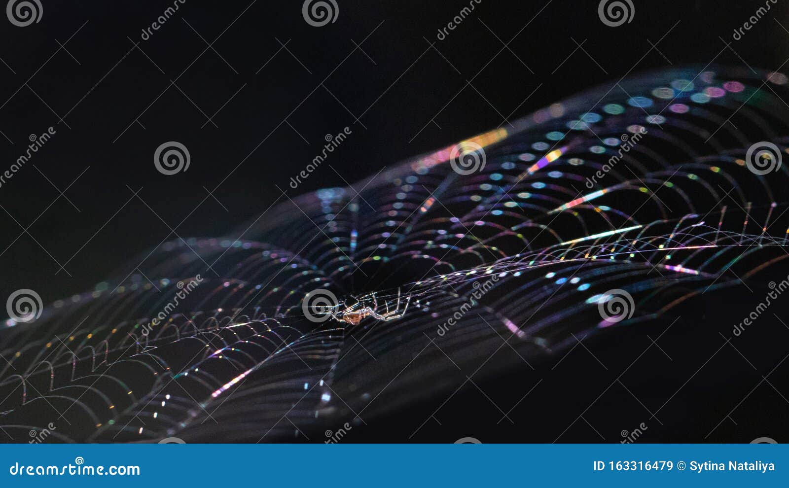Cobweb Or Gossamer On The Pine Tree Royalty-Free Stock Photography ...