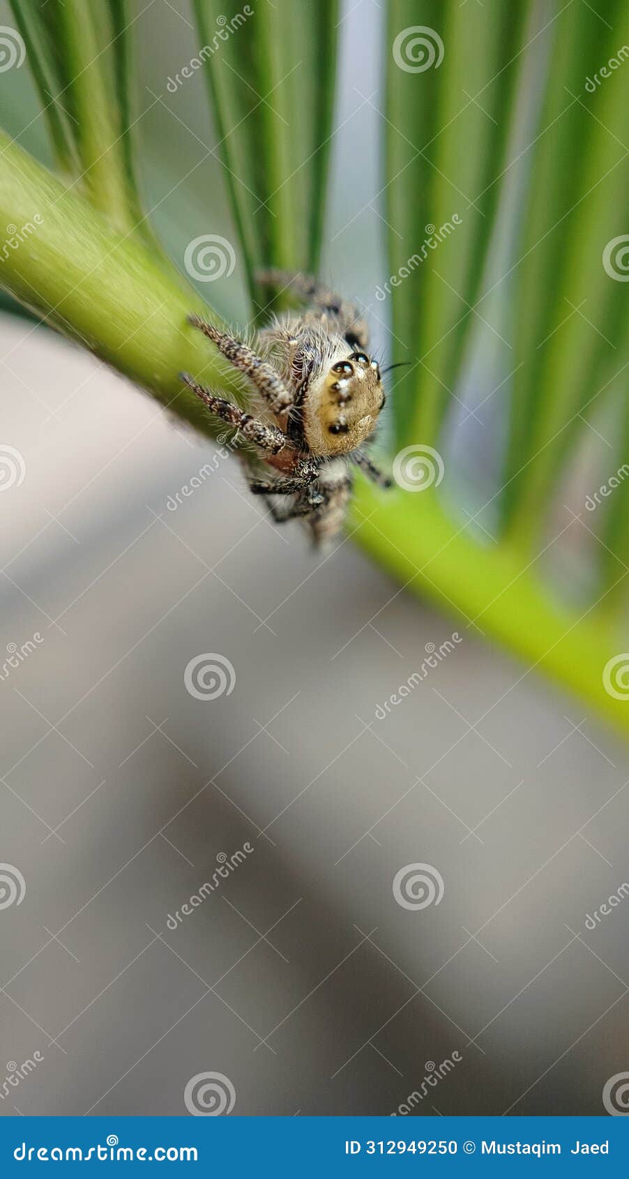 A Spider is Stalking Its Prey on a Tree Branch Stock Photo - Image of ...