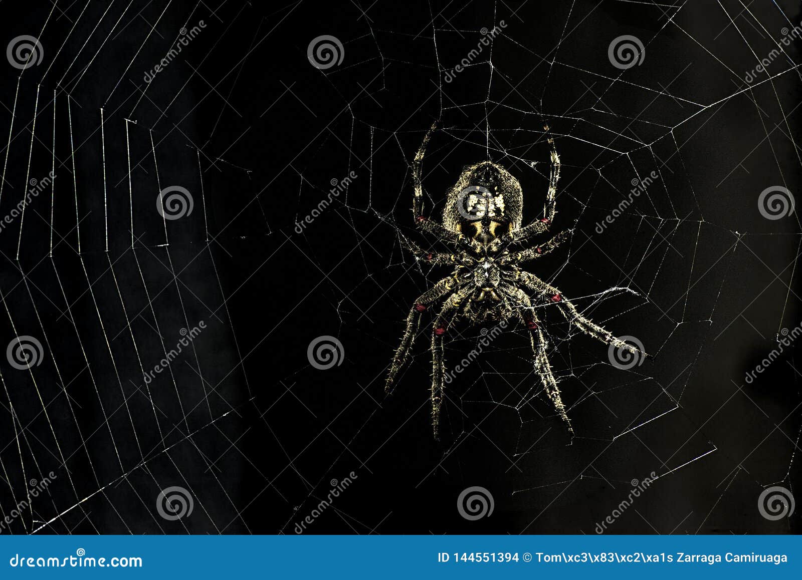 Spider stalking for a prey stock photo. Image of stalking - 144551394