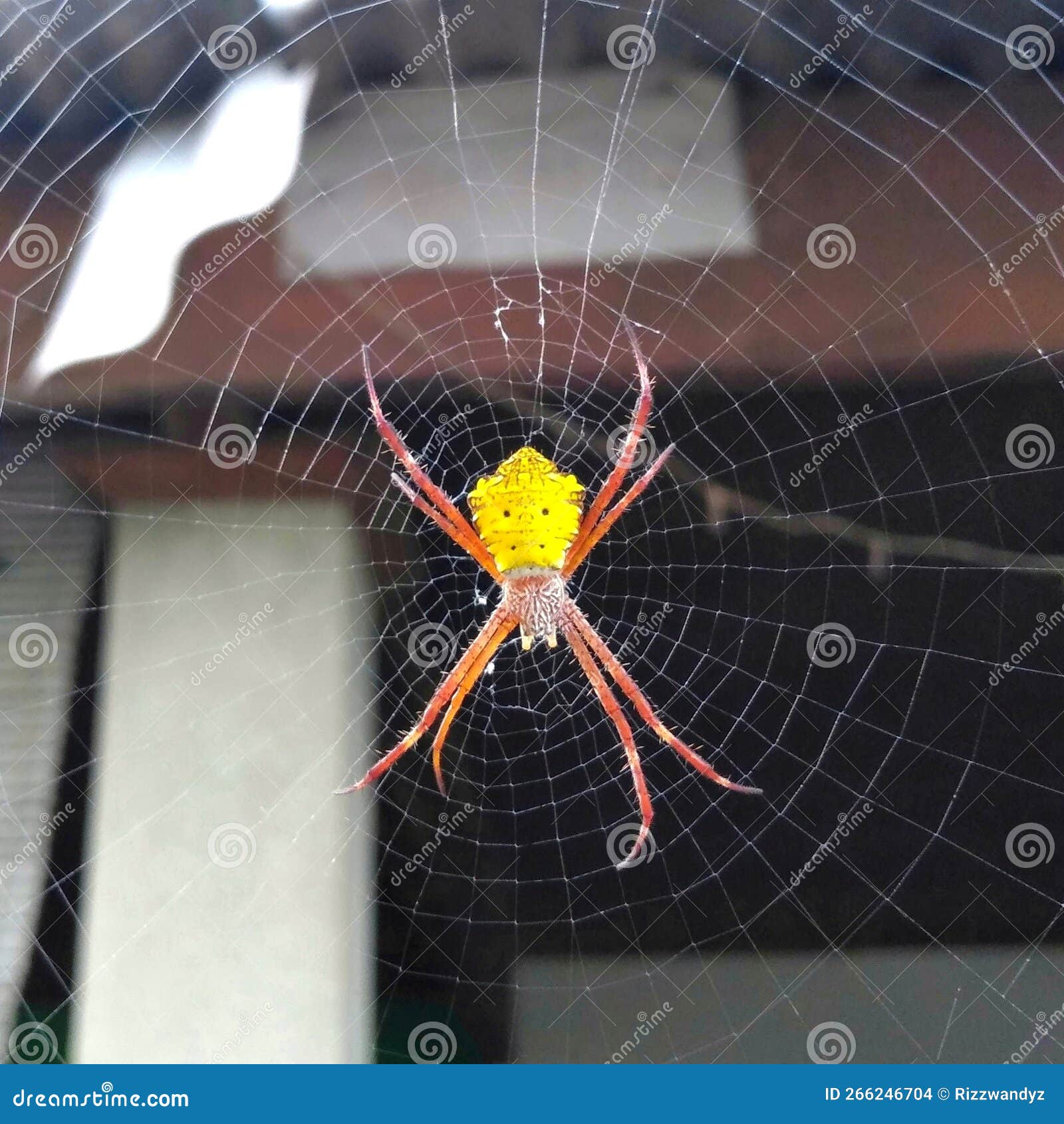 Spider stand by on the web stock photo. Image of black - 266246704